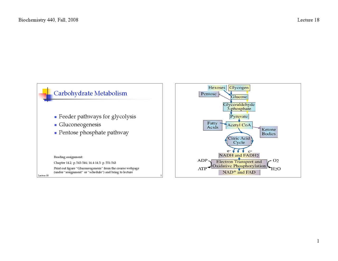 Carbohydrates Metabolism Biochemistry Bioc 440 Docsity