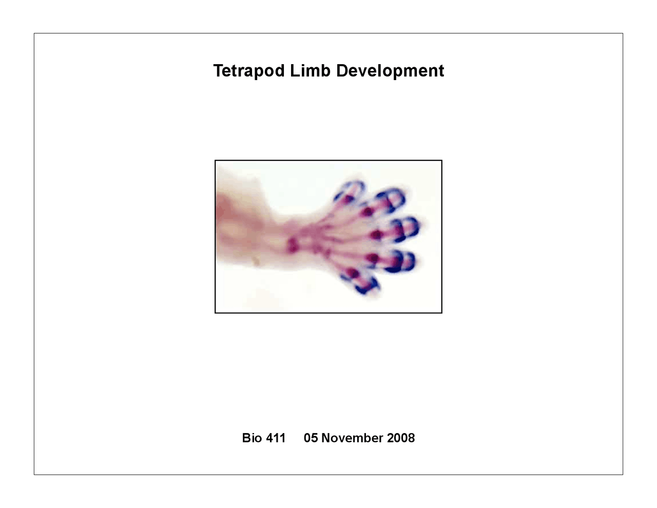 Lecture Notes on Tetrapod Limb Development - Development of Biology ...