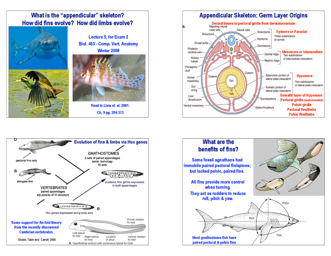 Appendicular Skeleton Lecture Slides For Exam 2 Biol 453 Docsity
