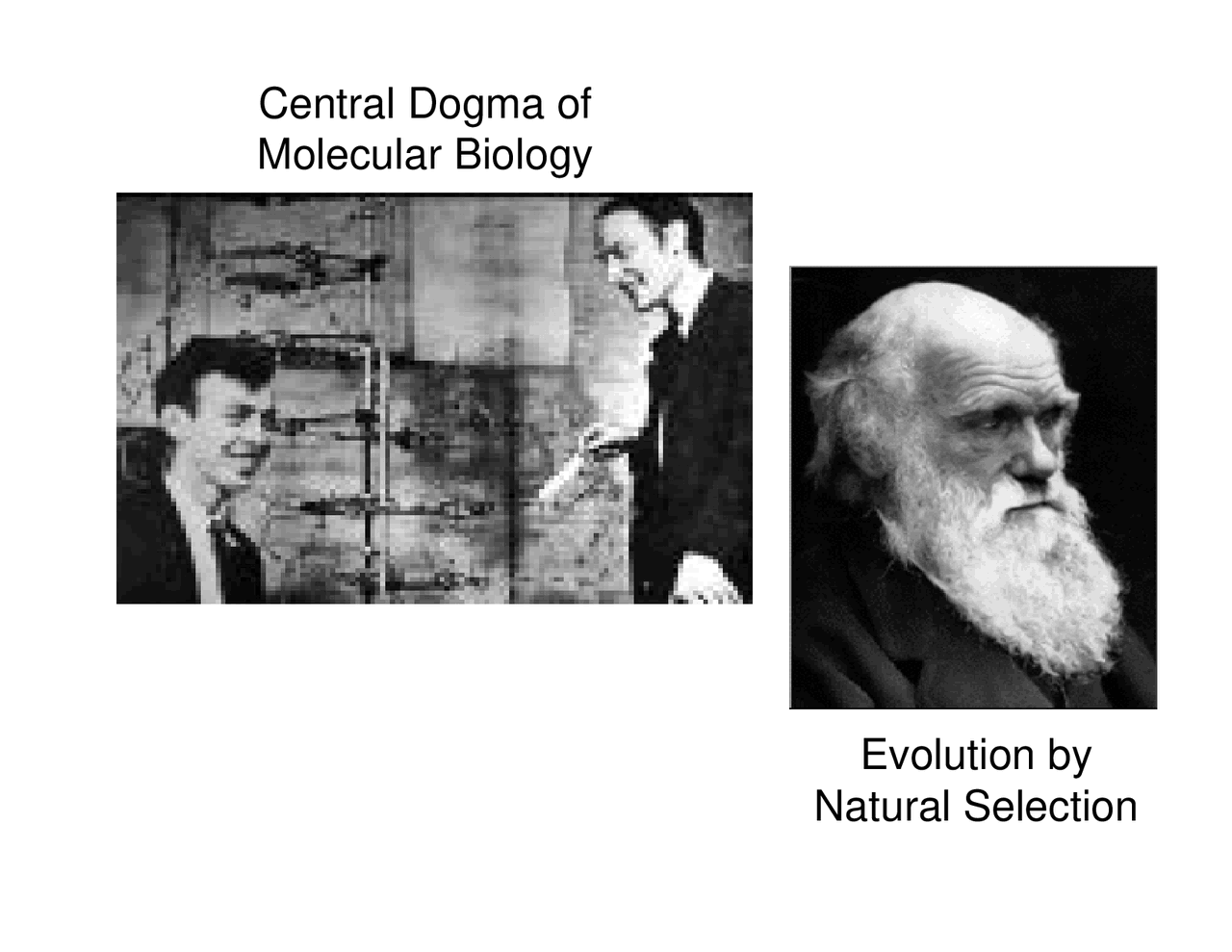 Central Dogma of Molecular Biology - Notes | BIOL 180 - Docsity