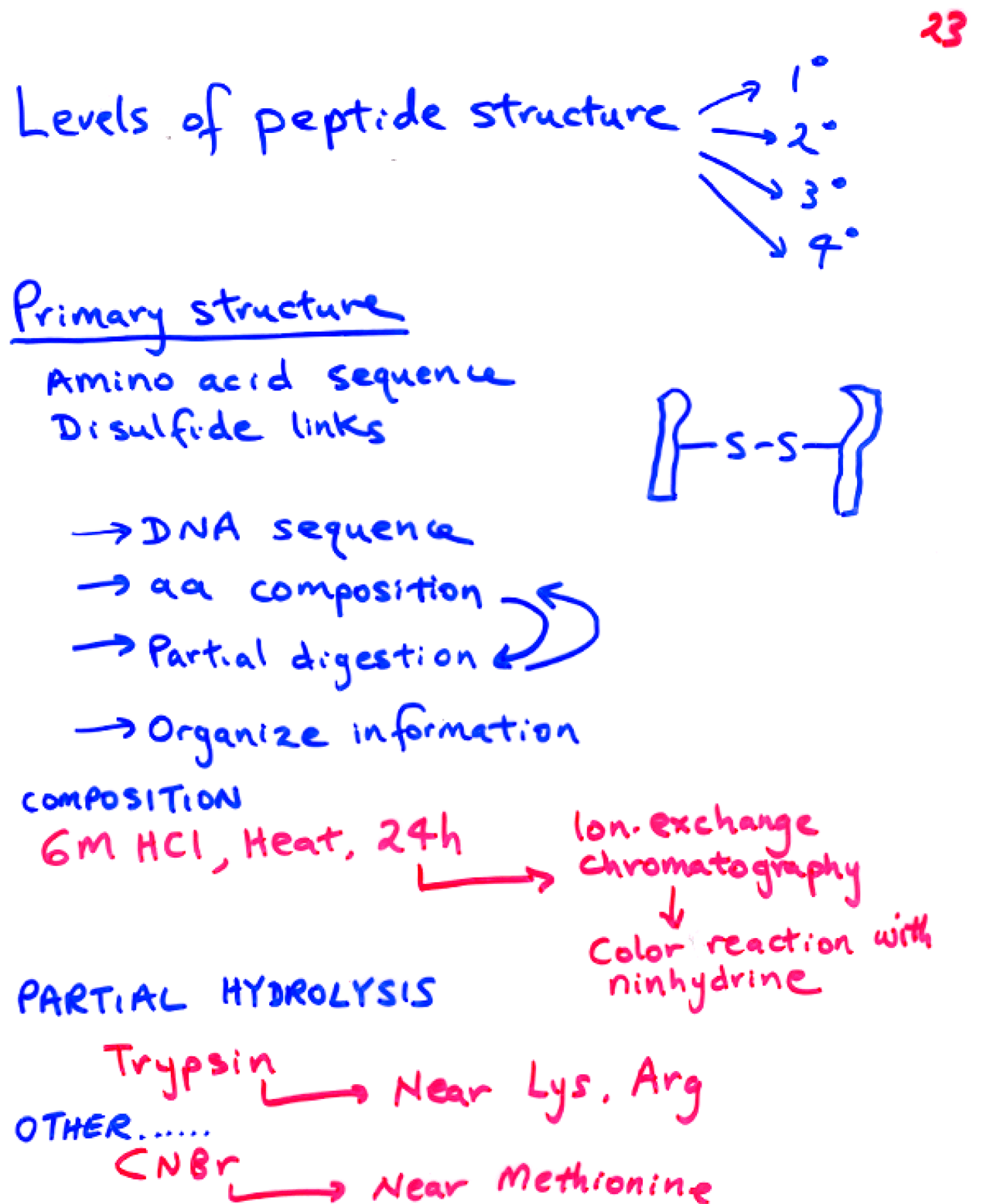 Levels of Peptide Structures - Lecture Notes | CHEM 239 - Docsity