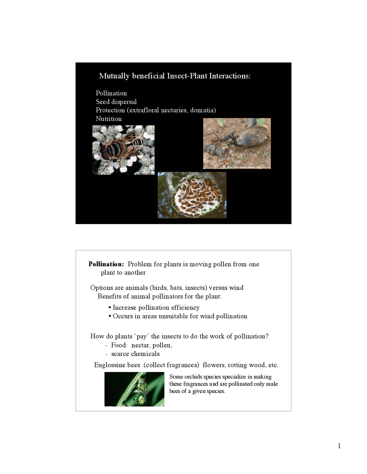 Mutually Beneficial Insect-Plant Interactions: Pollination Seed ...