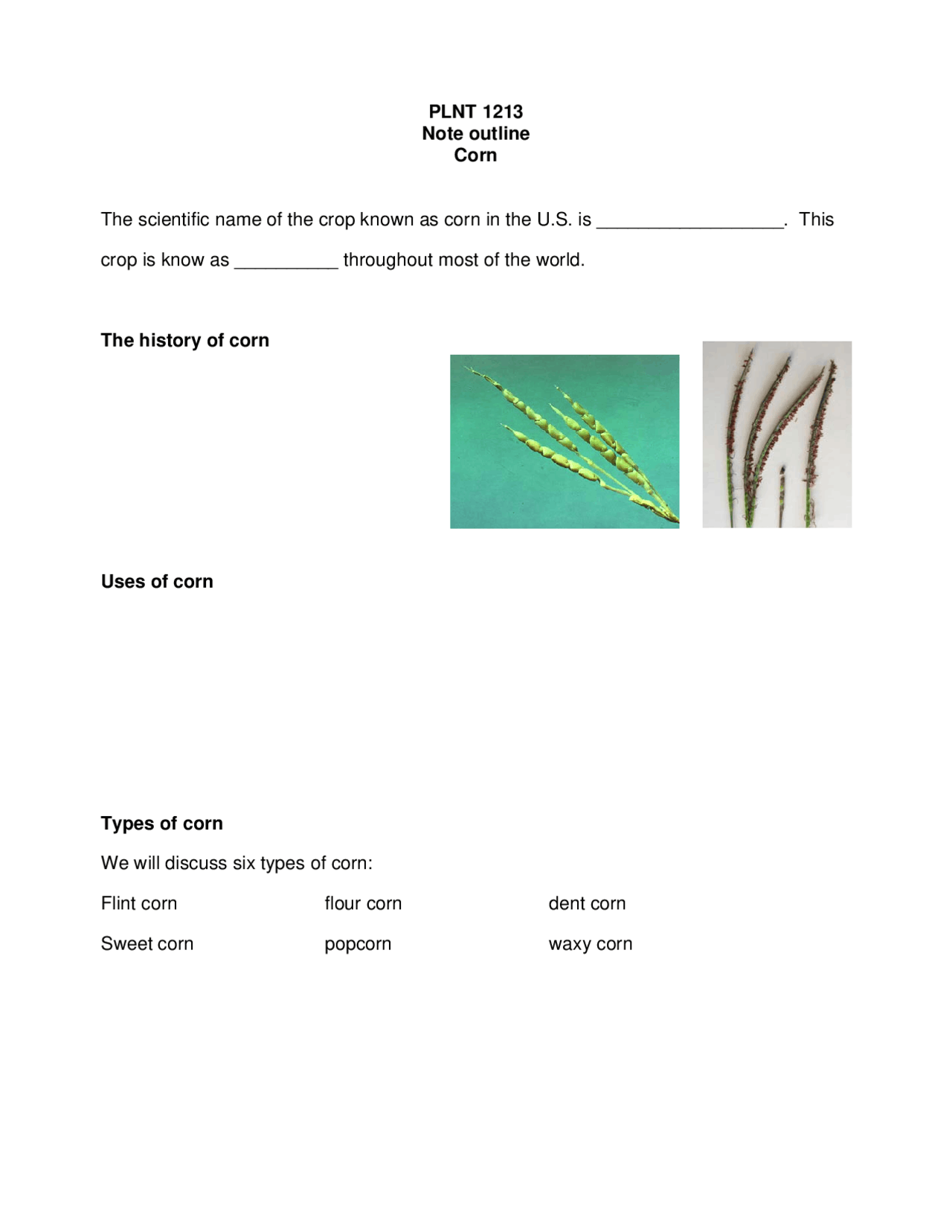 Corn - Lecture Notes - Introduction to Plant and Soil Systems | PLNT ...