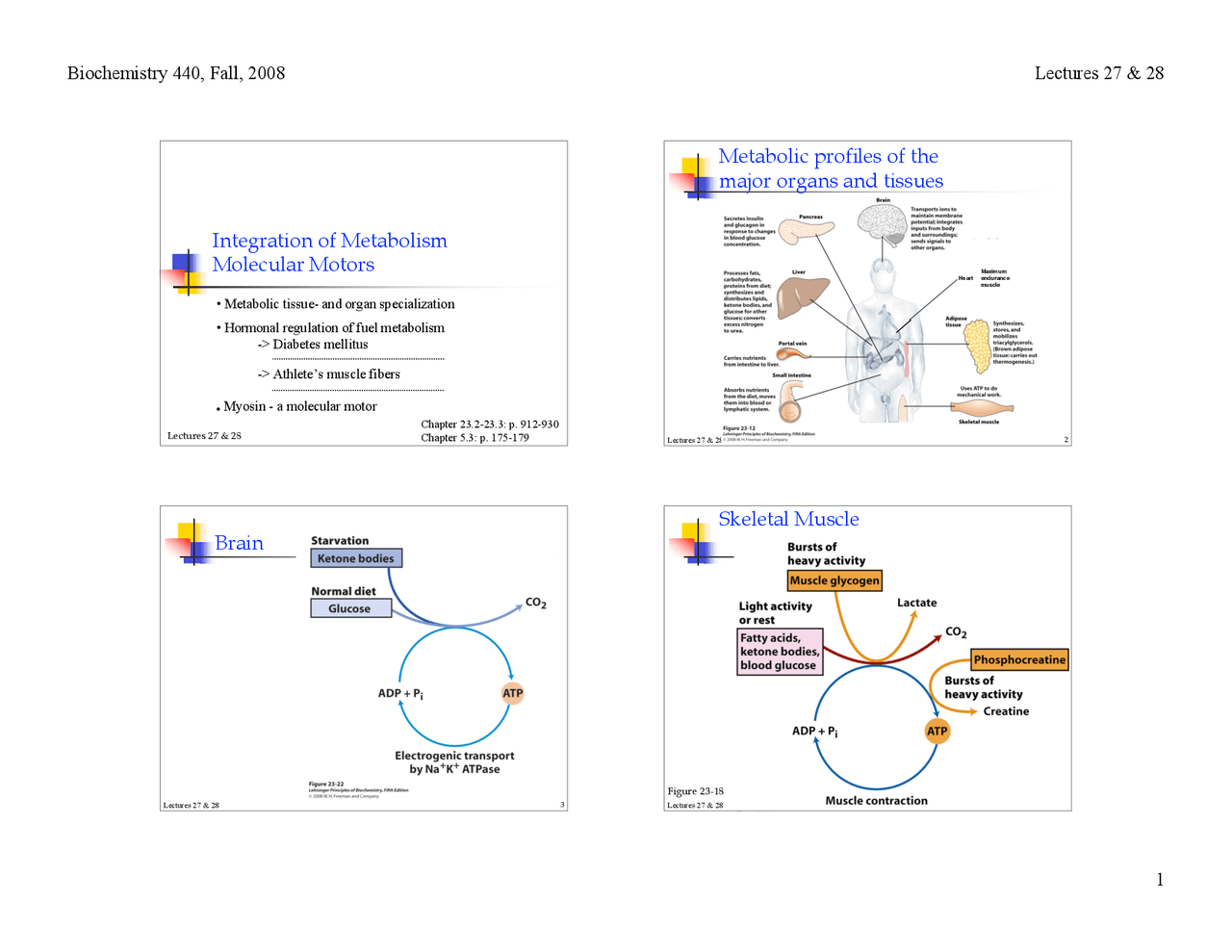 Integration of Metabolism Molecular Motors - Biochemistry | BIOC 440 - Docsity