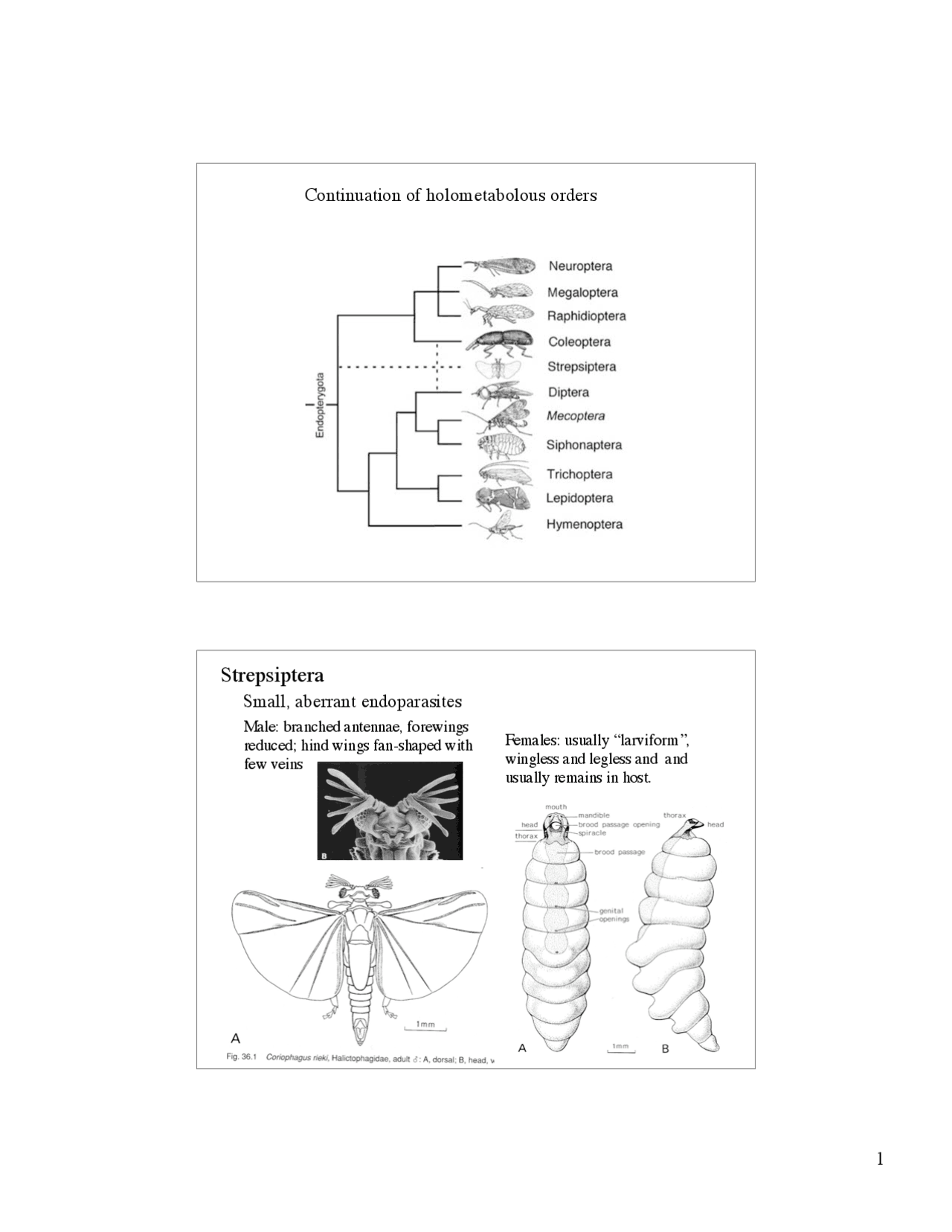 Continuation of Holometabolous Orders - Lecture Slides | BIOL 454 ...