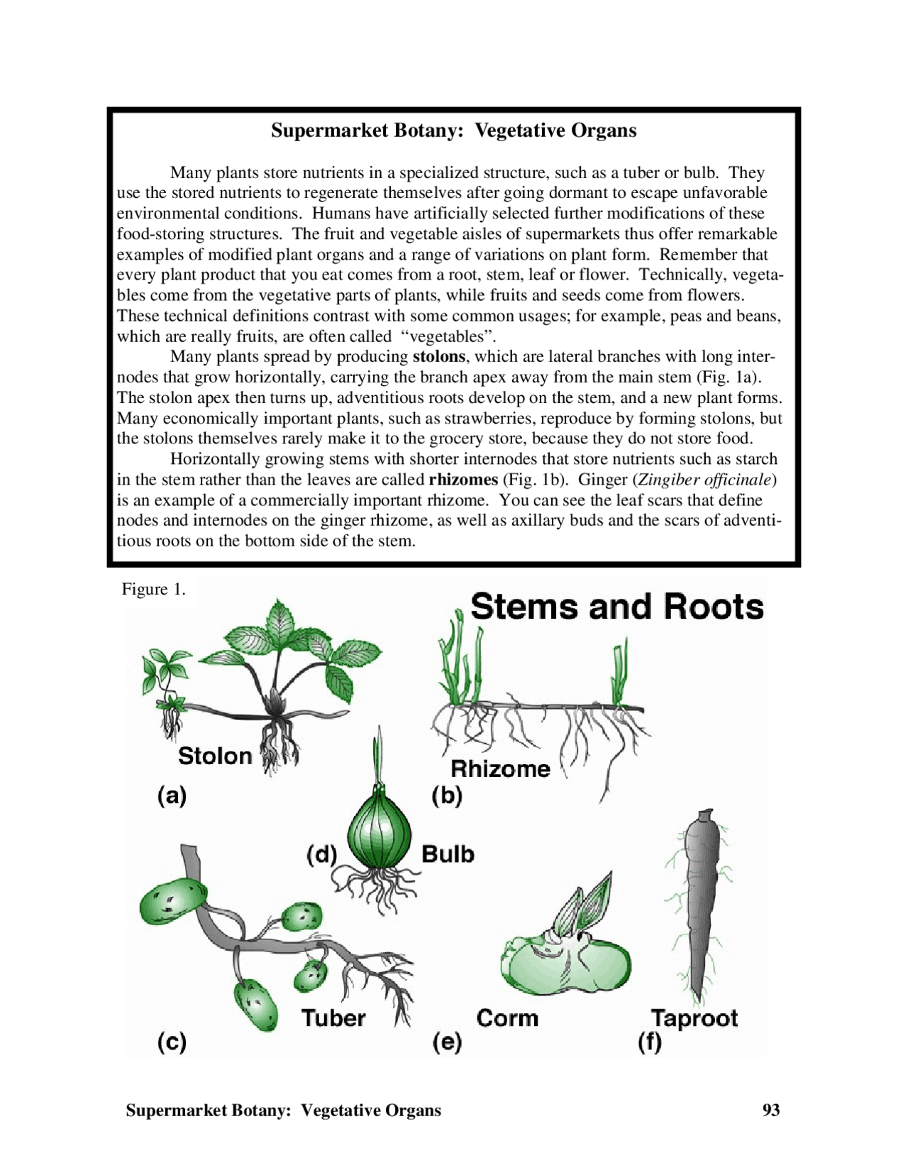 Supermarket Botany: Vegetative Organs | BOT 1010 - Docsity