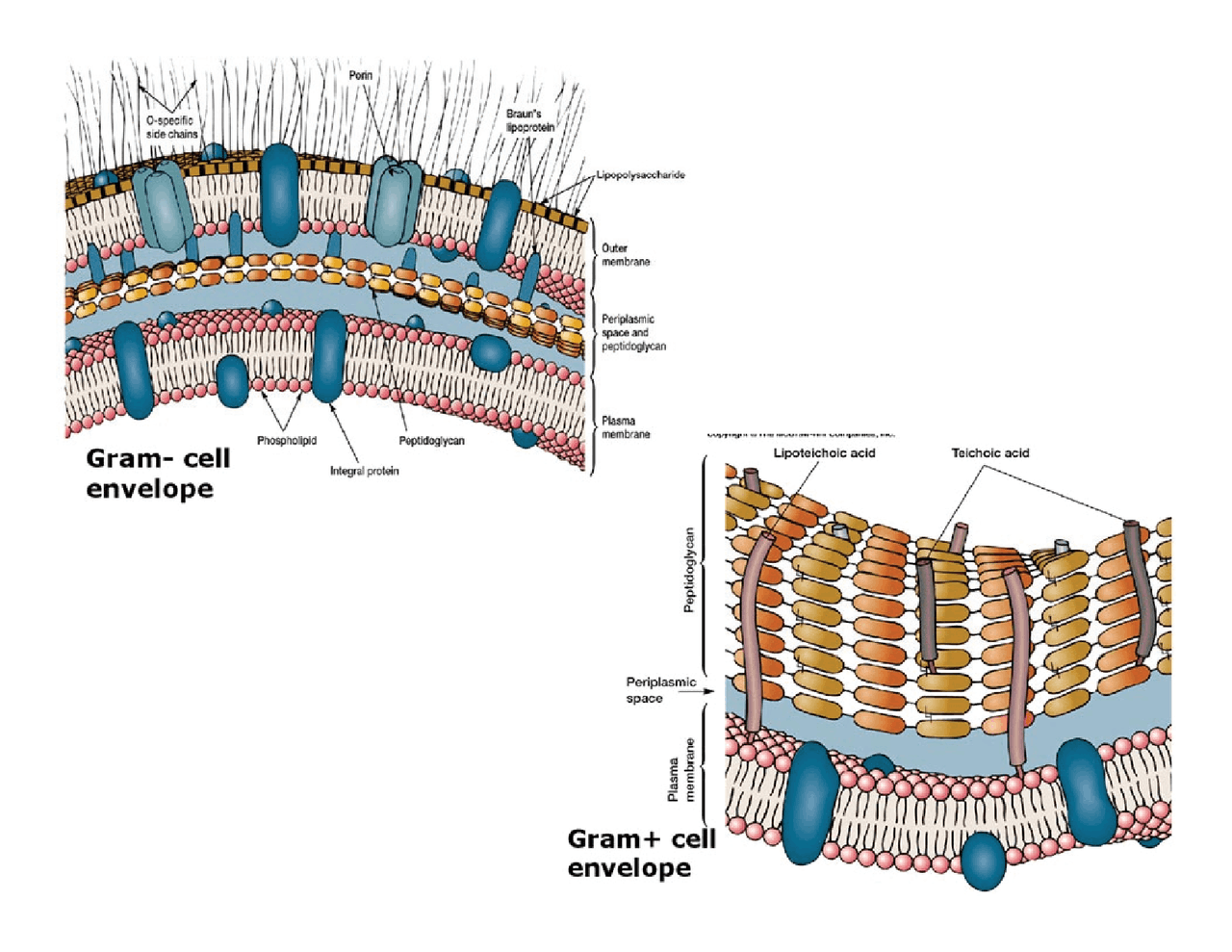 Gram Stain Lecture Slides Principles Of Plant Pathology Plp 3343
