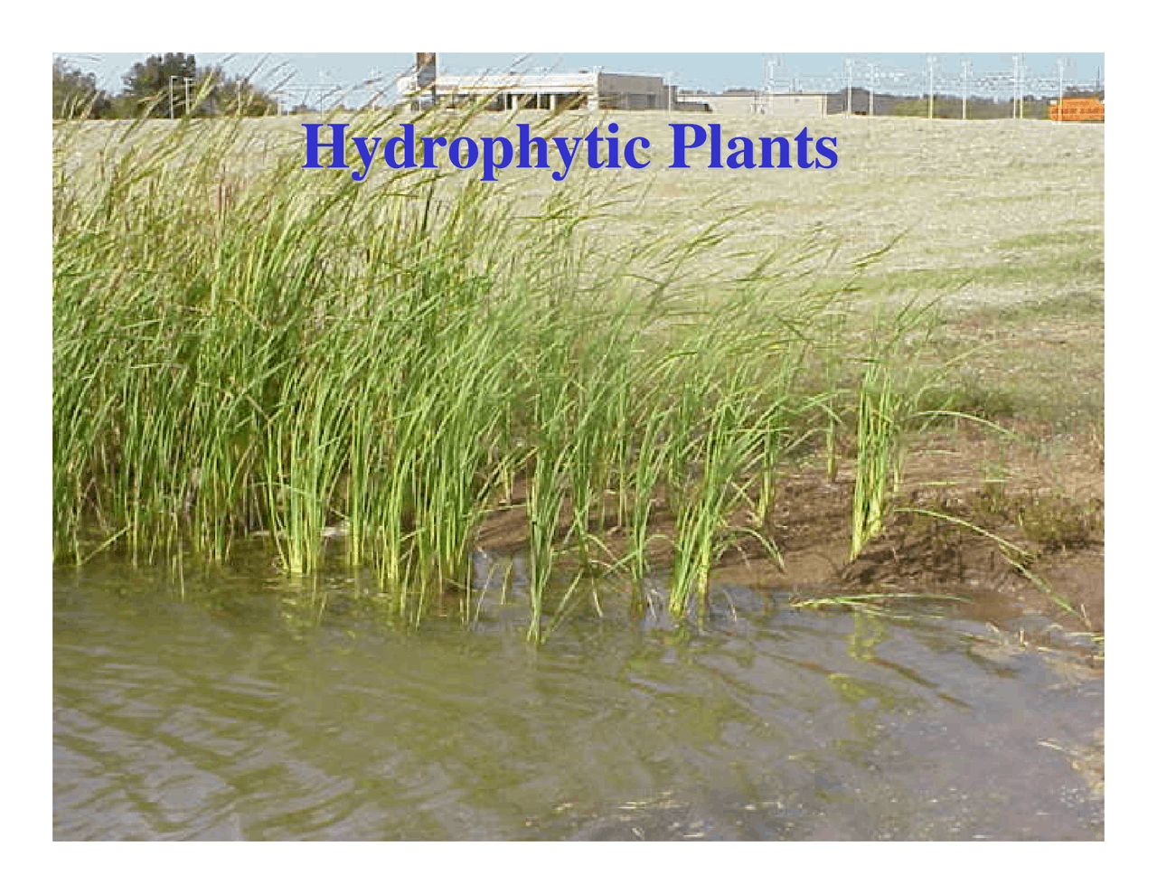 Hydrophytic Plants - Wetland for Range Soil - Slides | SOIL 4563 - Docsity
