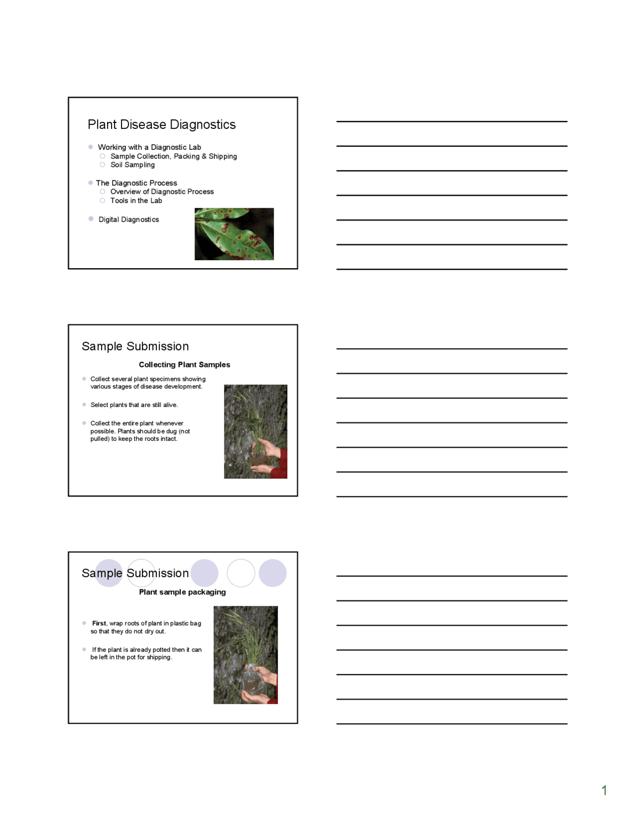 Plant Disease Diagnostics Lecture Slides Plp 3343 Docsity