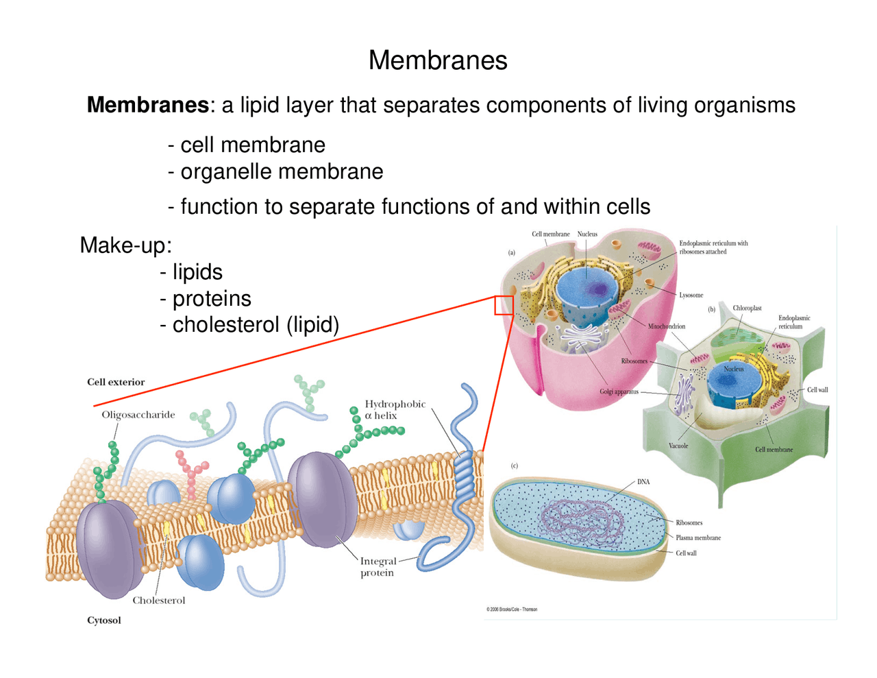 Membranes Elements Of Biological Chemistry Lecture Slides Bich 303 Docsity