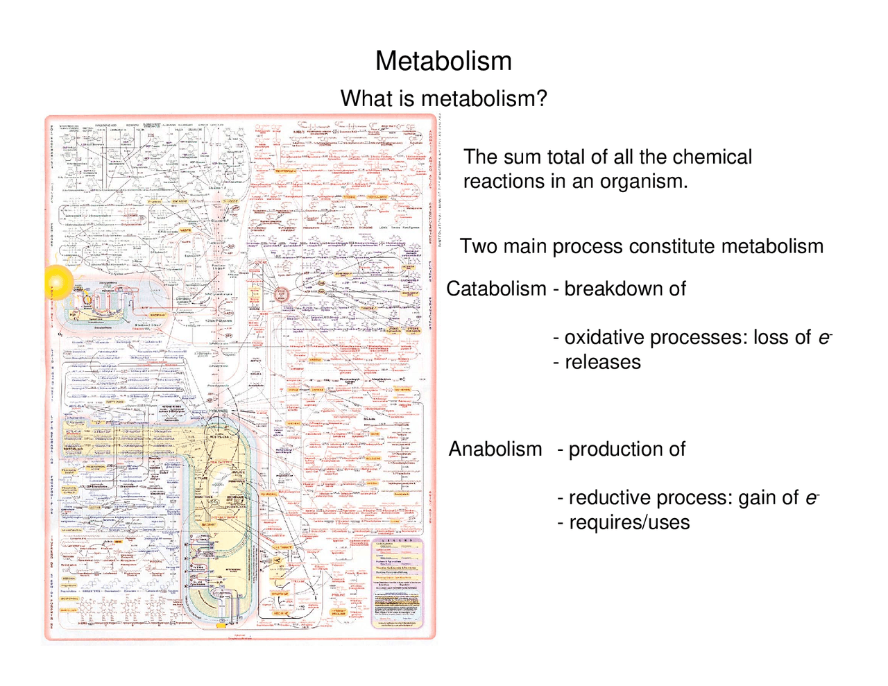 What Is Metabolism Lecture Slides Bich 303 Docsity