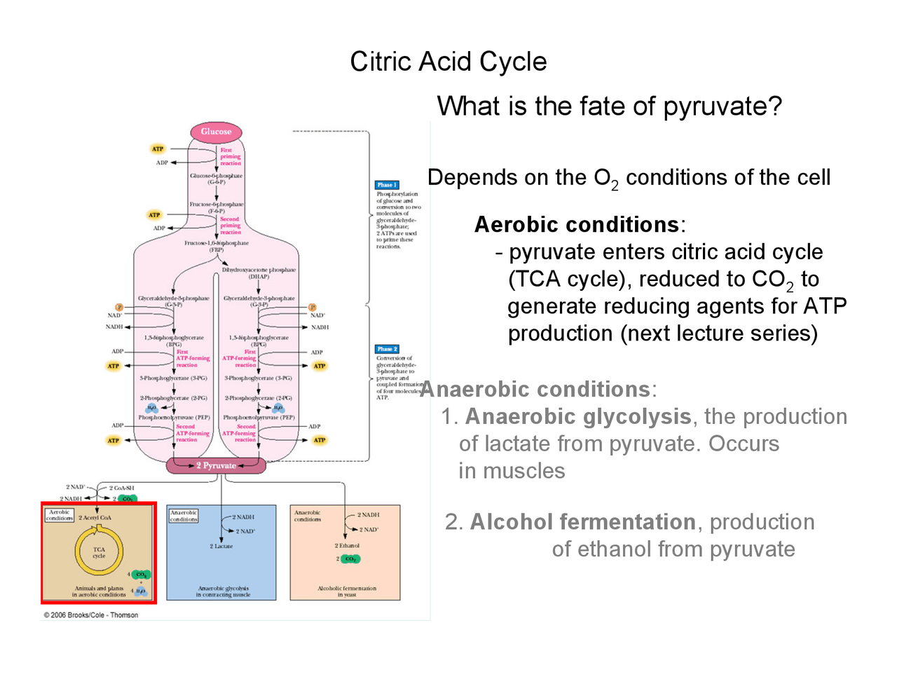 What is Fate of Pyruvate - Citric Acid Cycle | BICH 303 - Docsity