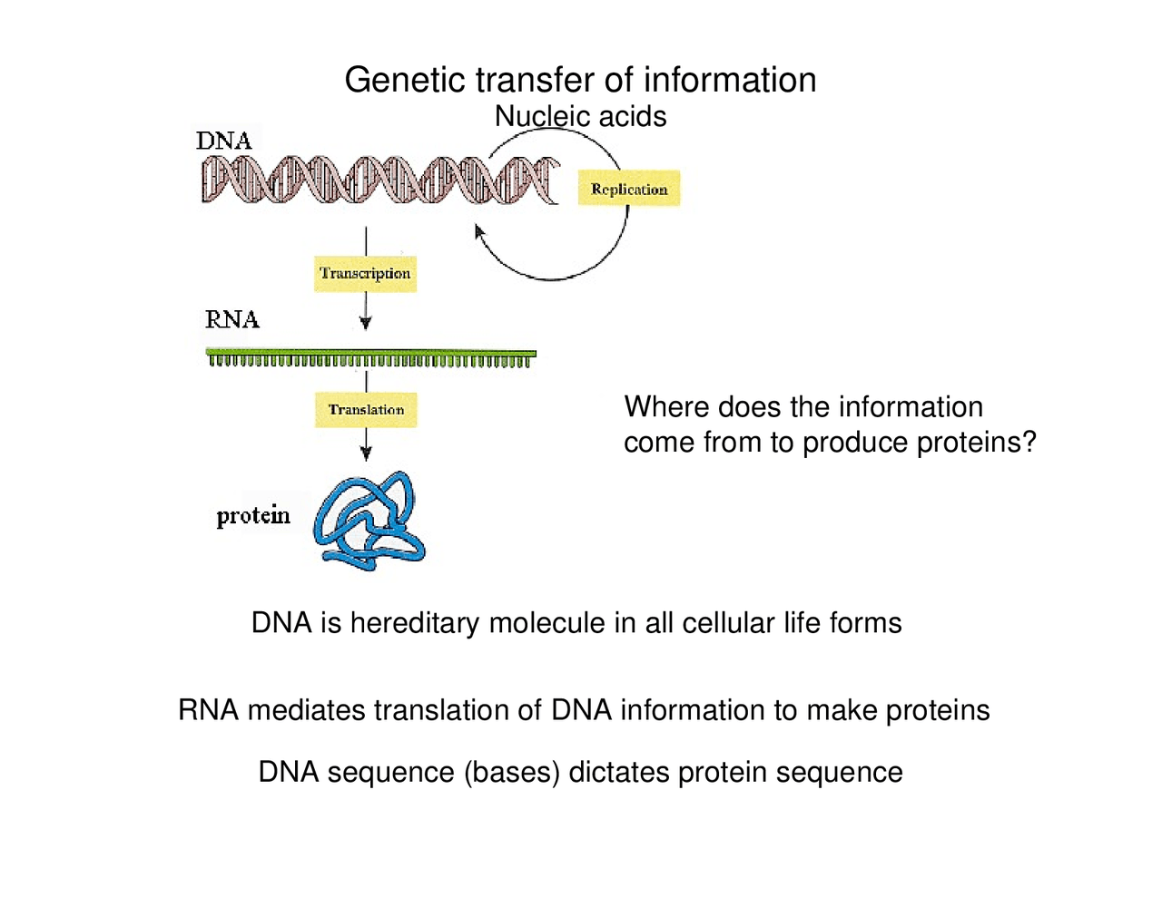 Genetic transfer Informations and the Structure of DNA | BICH 303 - Docsity