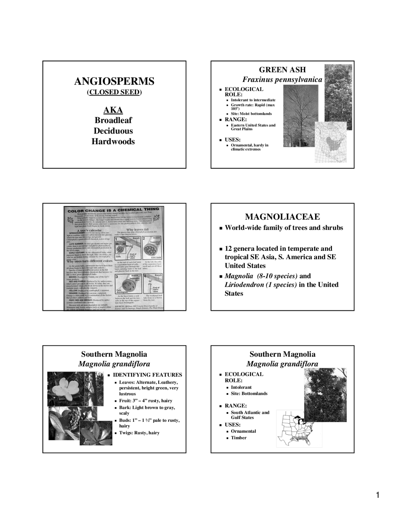 Lecture Slides On Angiosperms Dendrology For 205 Docsity