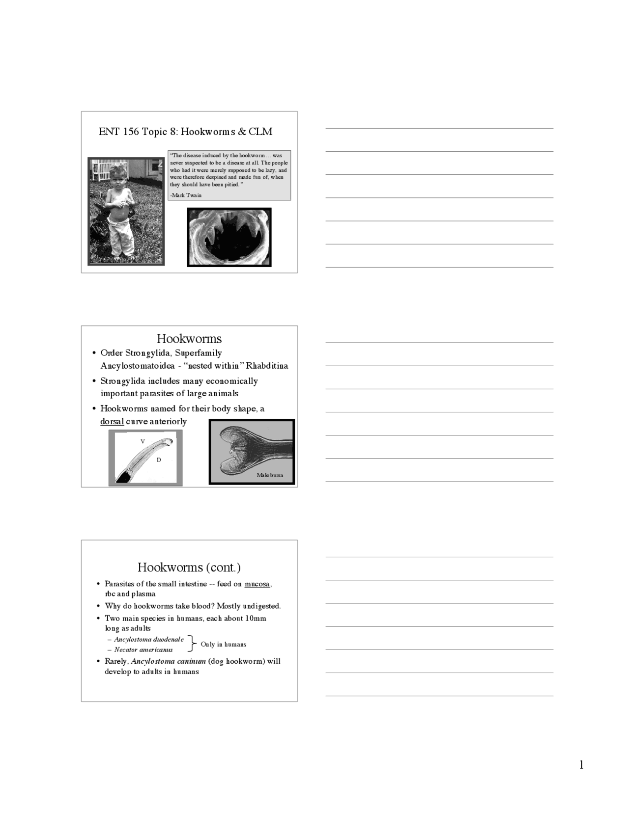Hookworms Slide Notes Biology Of Parasites Ent 156 Docsity