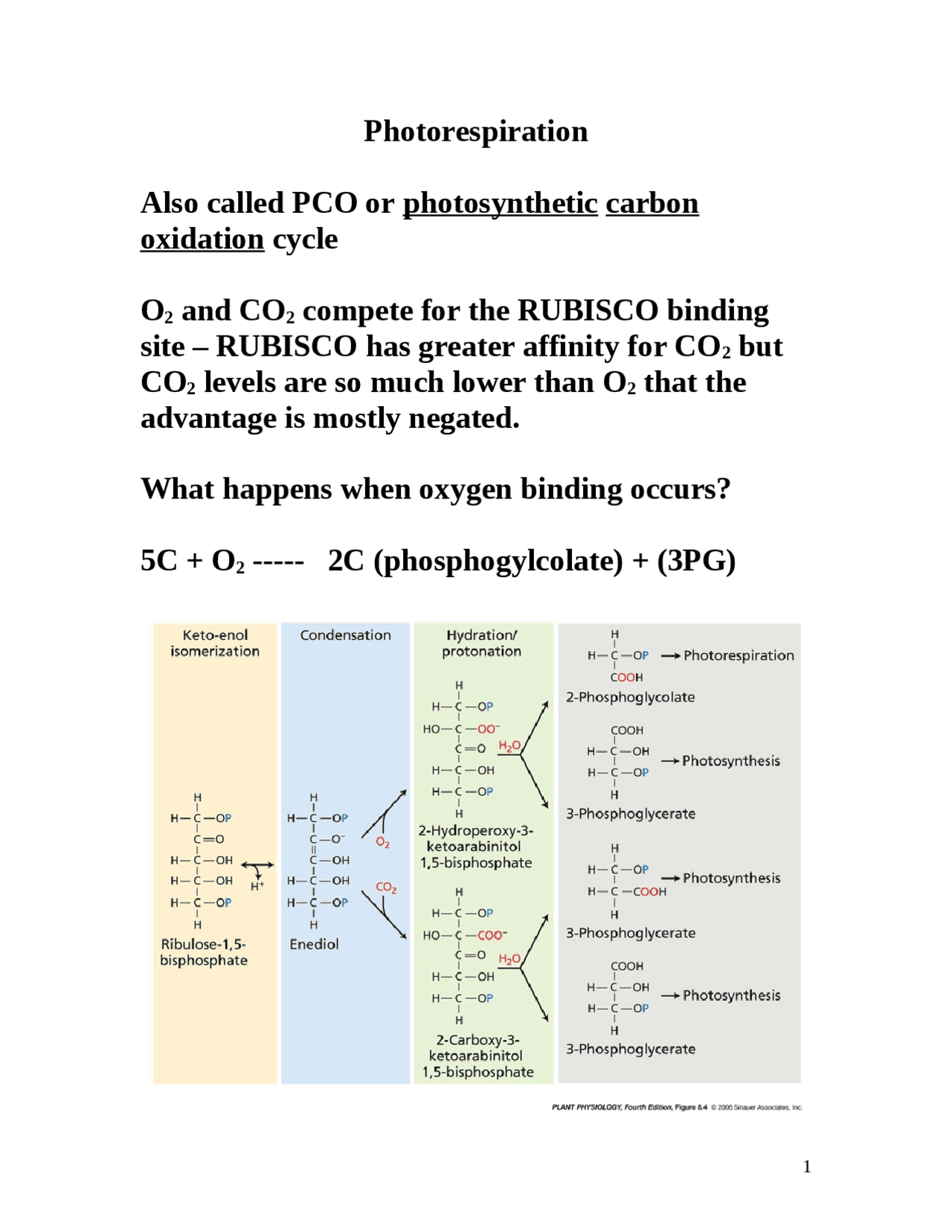 Notes on Photorespiration - Environmental Plant Physiology | PLSC 400 ...
