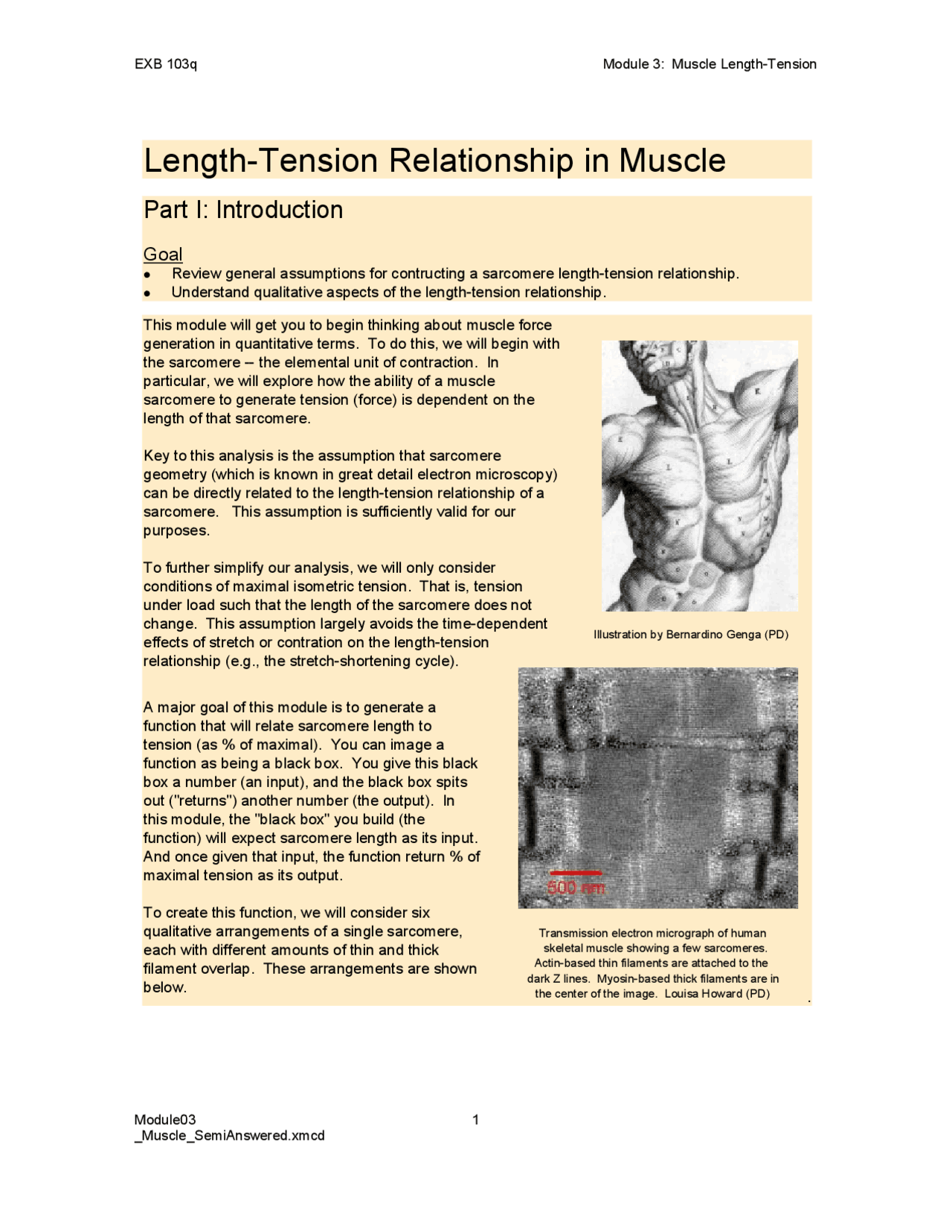 Length – Tension Relationship In Muscle | EXB 103 - Docsity