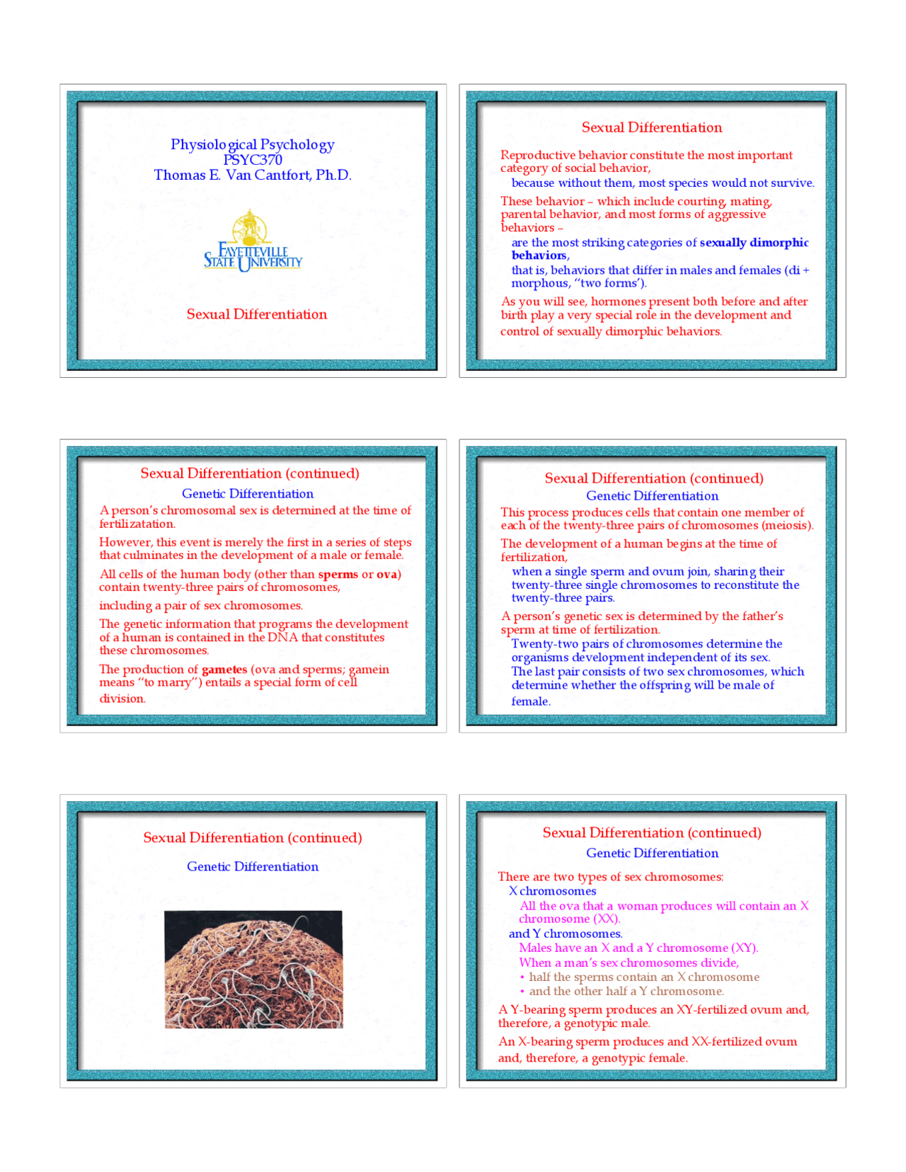 Sexual Differentiation Introduction To Biopsychology Lecture Slides