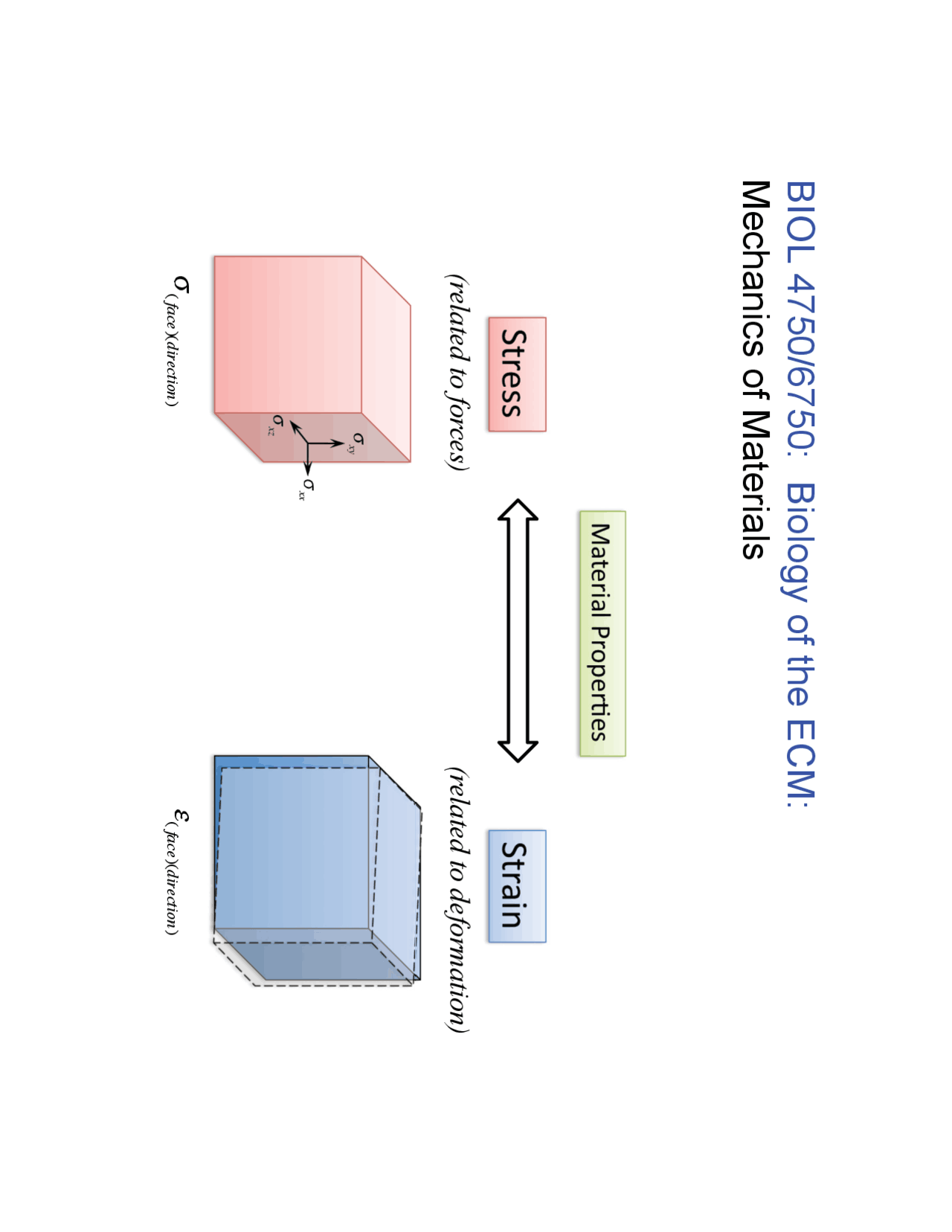 Extracellular Matrix Interactions Lecture Slides Biol 4750 Docsity