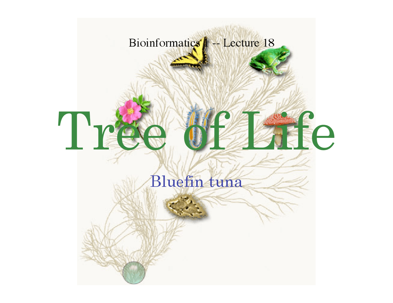 Tree Of Life Bioinformatics I Lecture Slides Biol 4540 Docsity