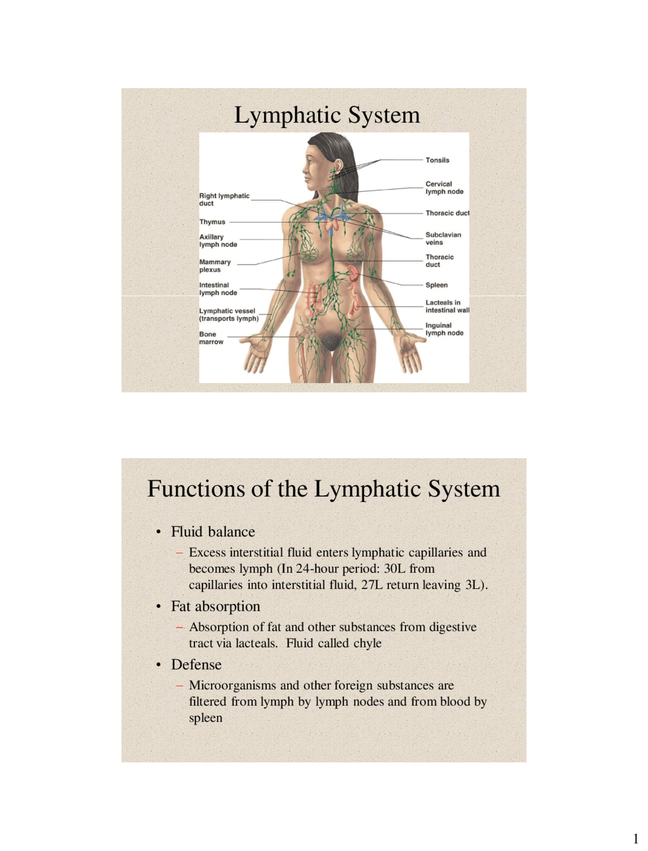 Lymphatic System Anatomy And Physiology I Slides Bio 2330 Docsity