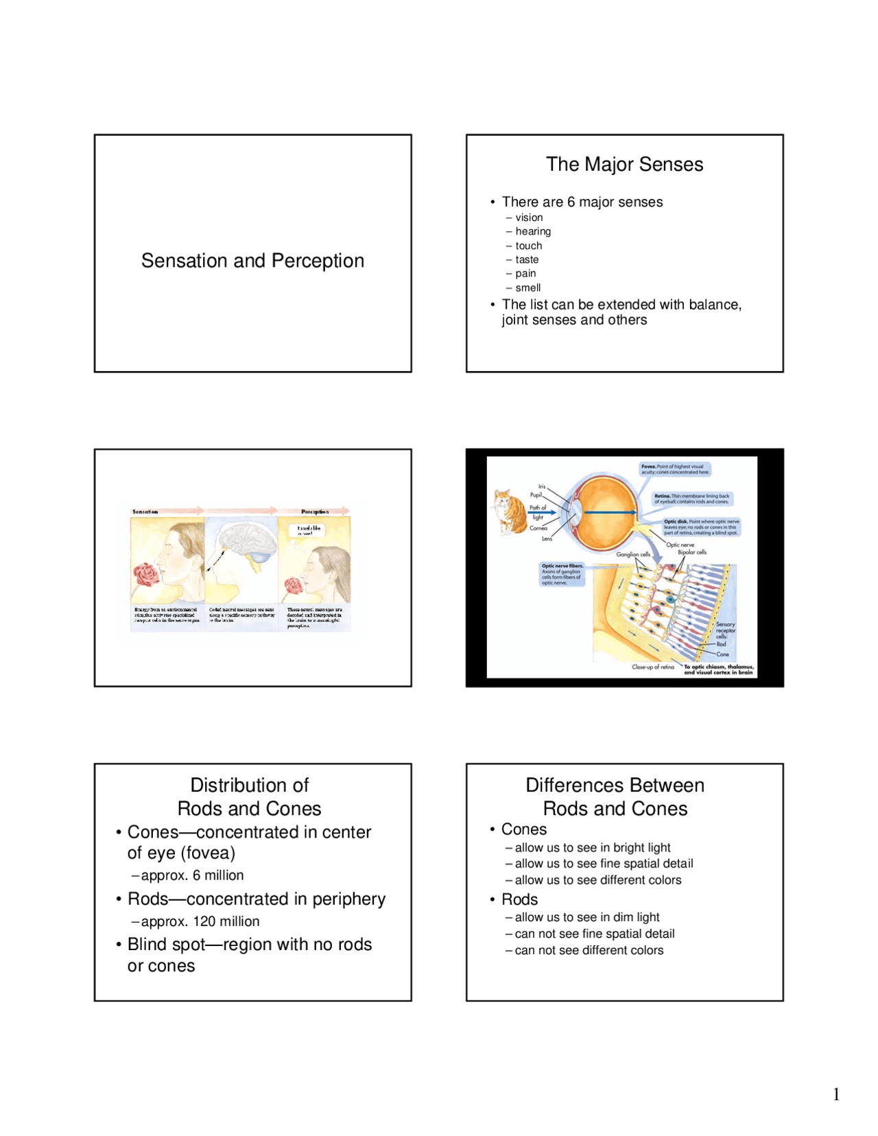 Sensation And Perception The Major Senses Lecture Slides Psy 1010