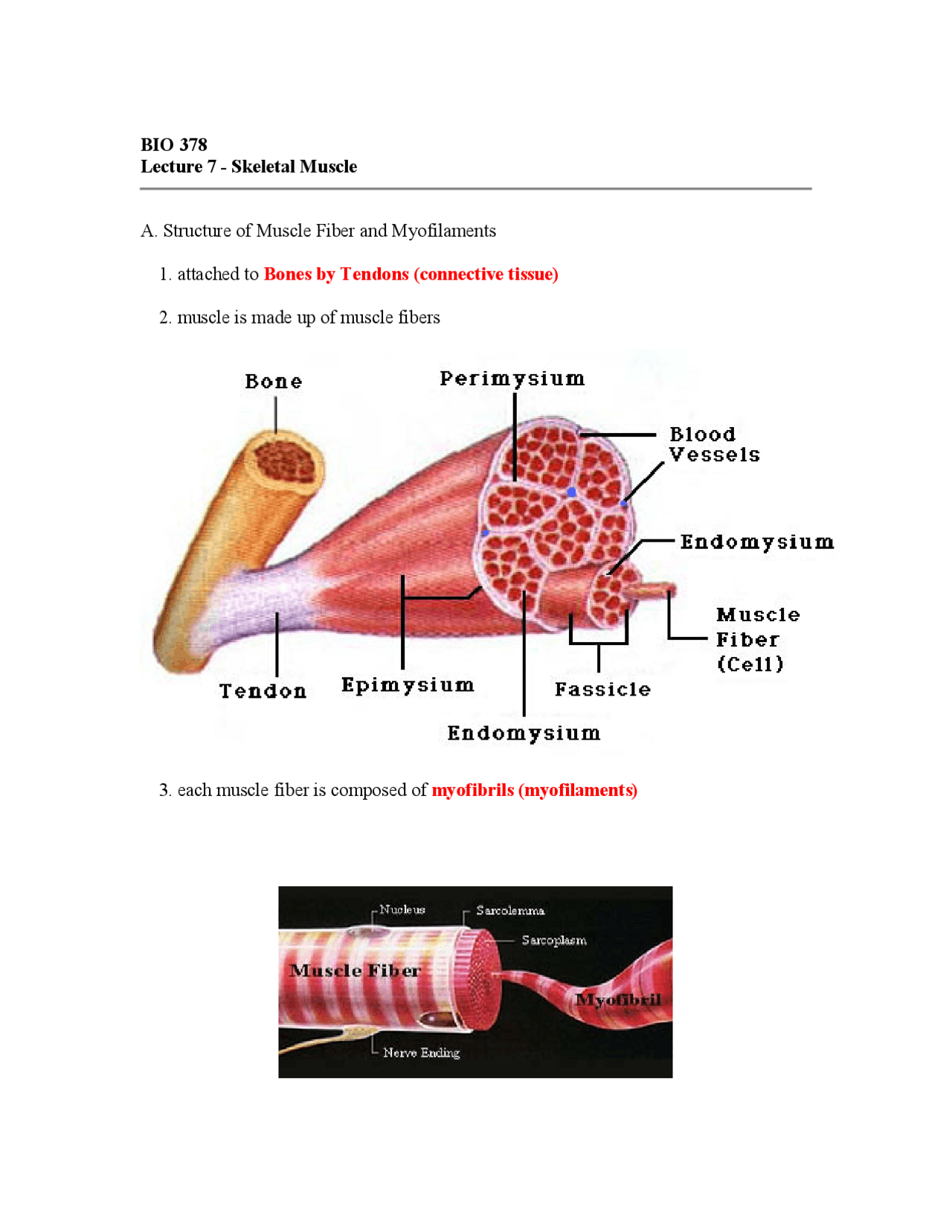 Notes on Skeletal Muscles - Human Physiology Laboratory | BIO 378 - Docsity