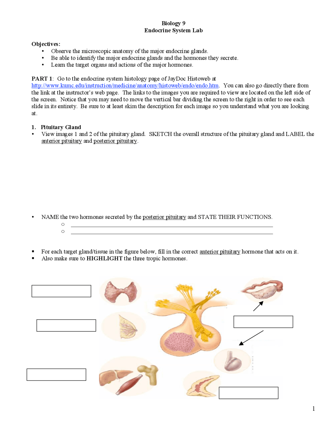Endocrine System Lab Human Biology Lab 9 Bio 9 Docsity