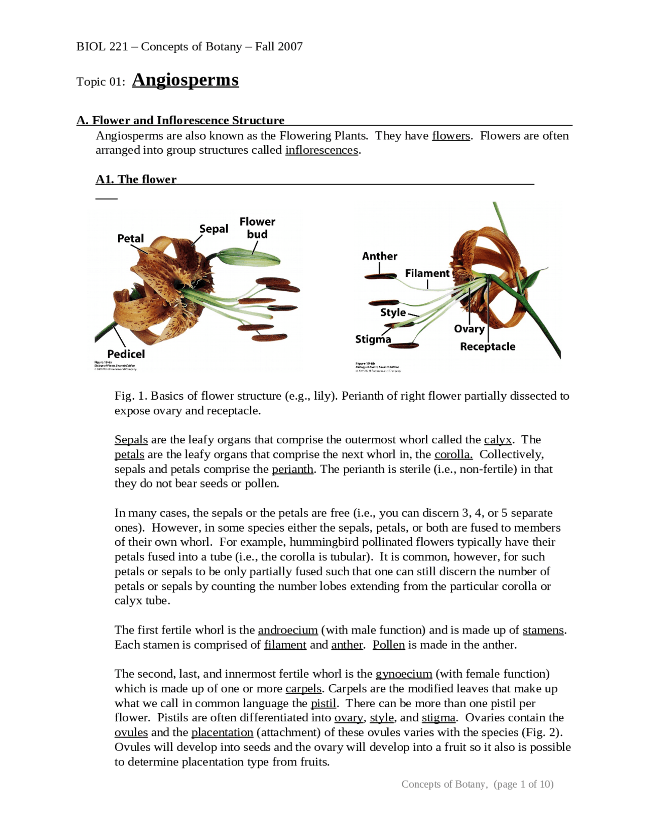 Laboratory Experiment On Angiosperms Biol 221 Docsity