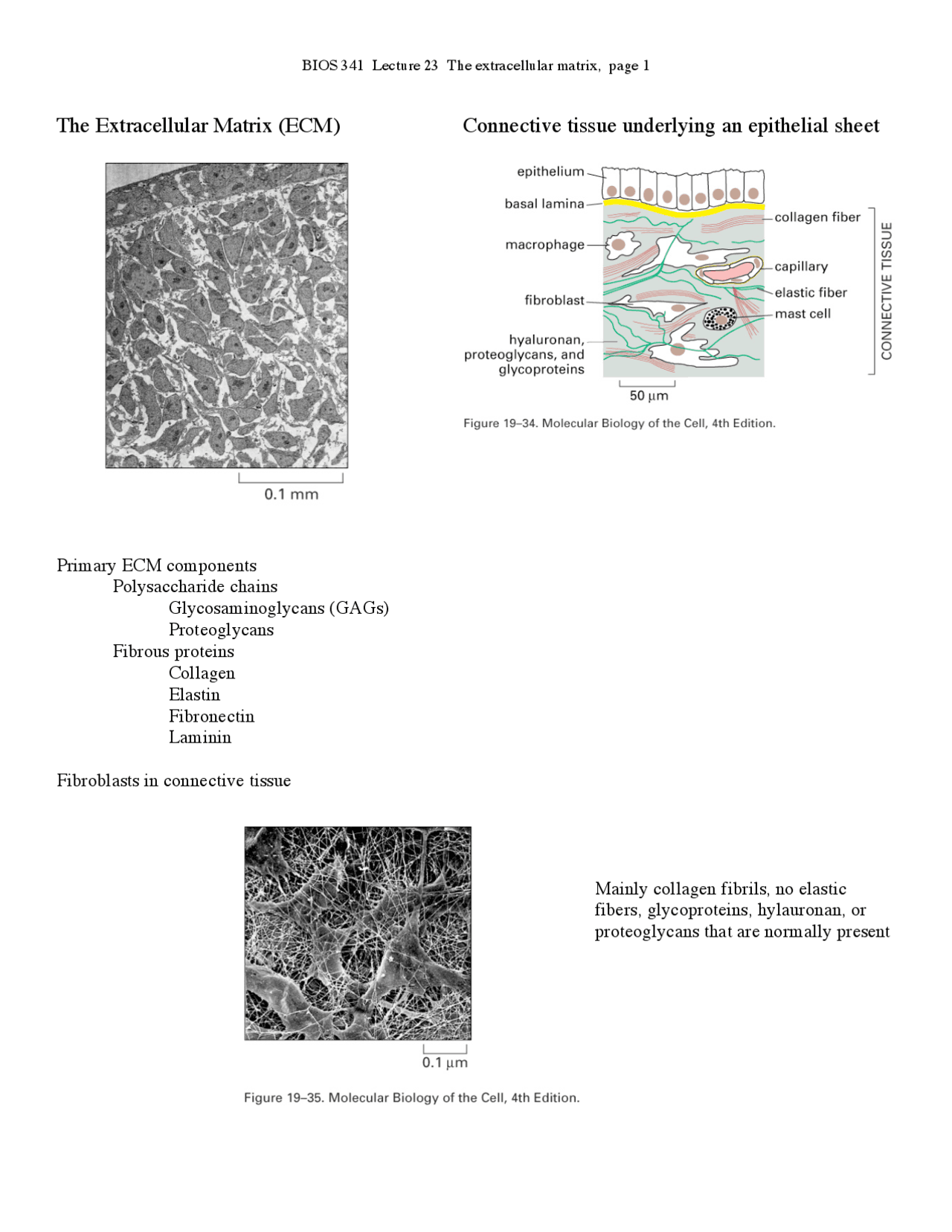 The Extracellular Matrix Cell Biology Bios 341 Docsity