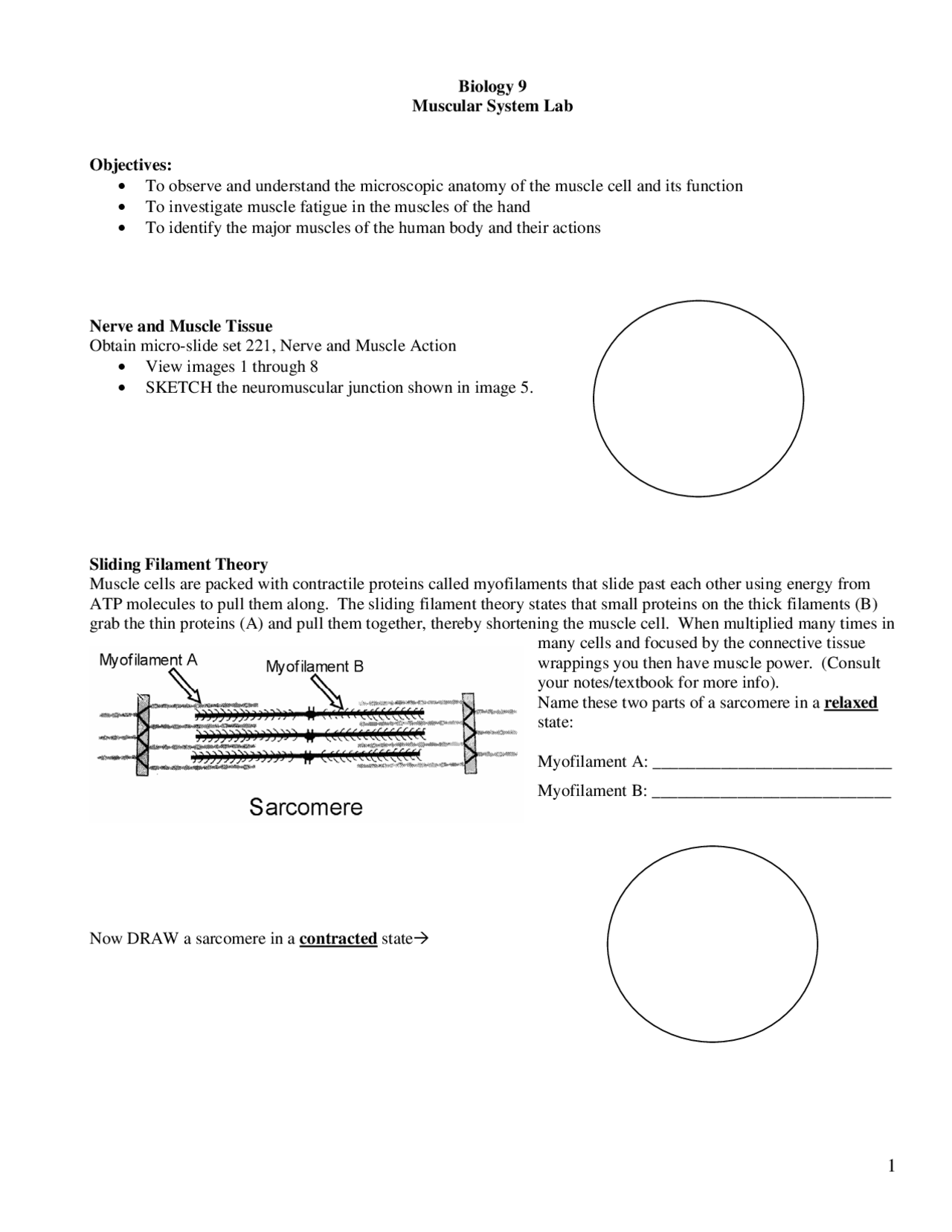 Human Biology - Muscular System Lab | BIO 9 - Docsity
