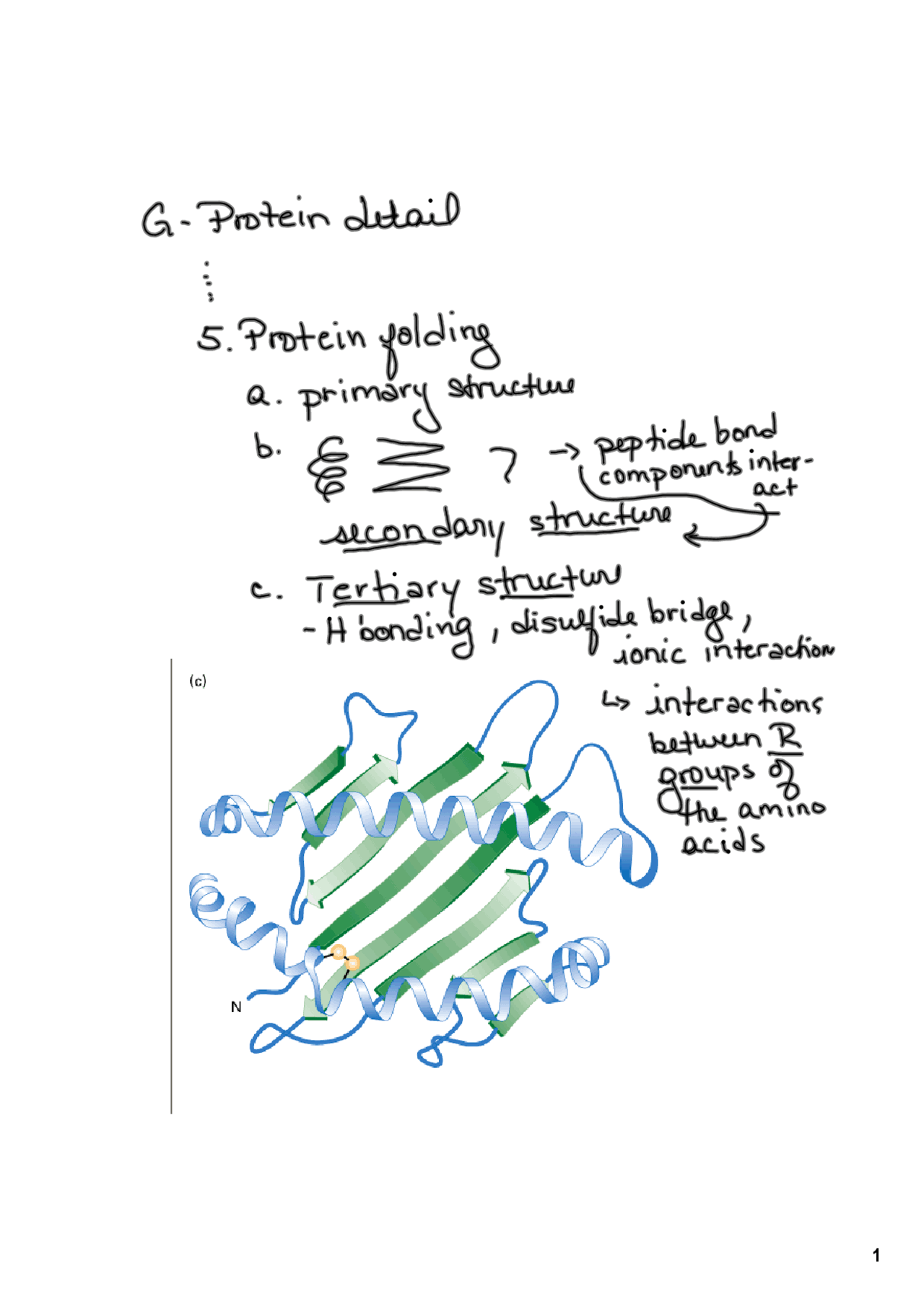Fundamentals of Biology I - Study Notes | BSC 2010C - Docsity