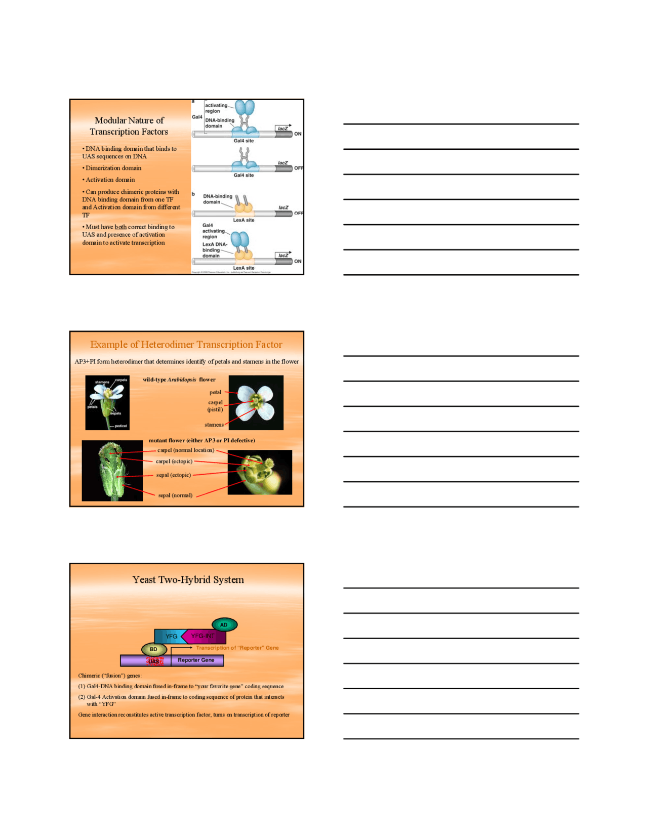 Modular Nature Of Transcription Factors Lecture Slides Bios 467