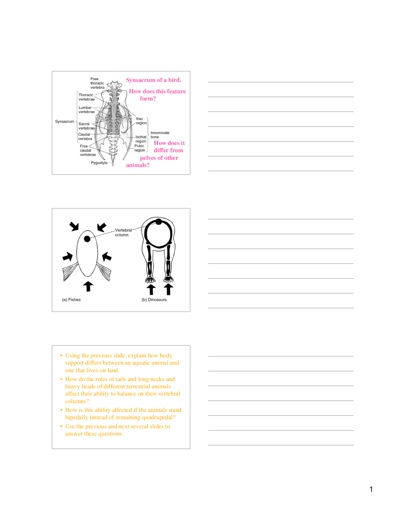 Lecture Slides on Synsacrum of a Bird - Comparative Vertebrate Anatomy ...