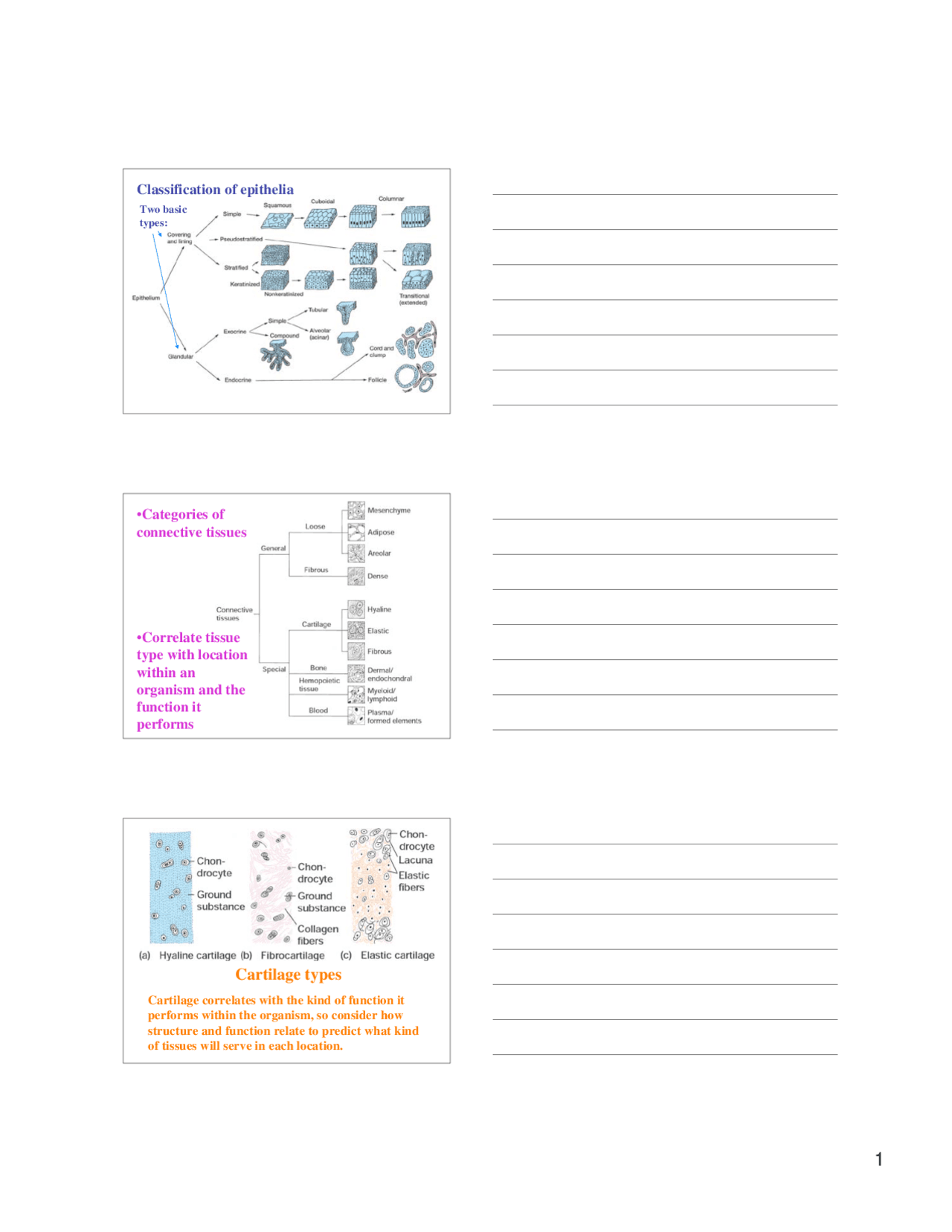 Classification of Epithelia - Lecture Slides | BIOS 447 - Docsity