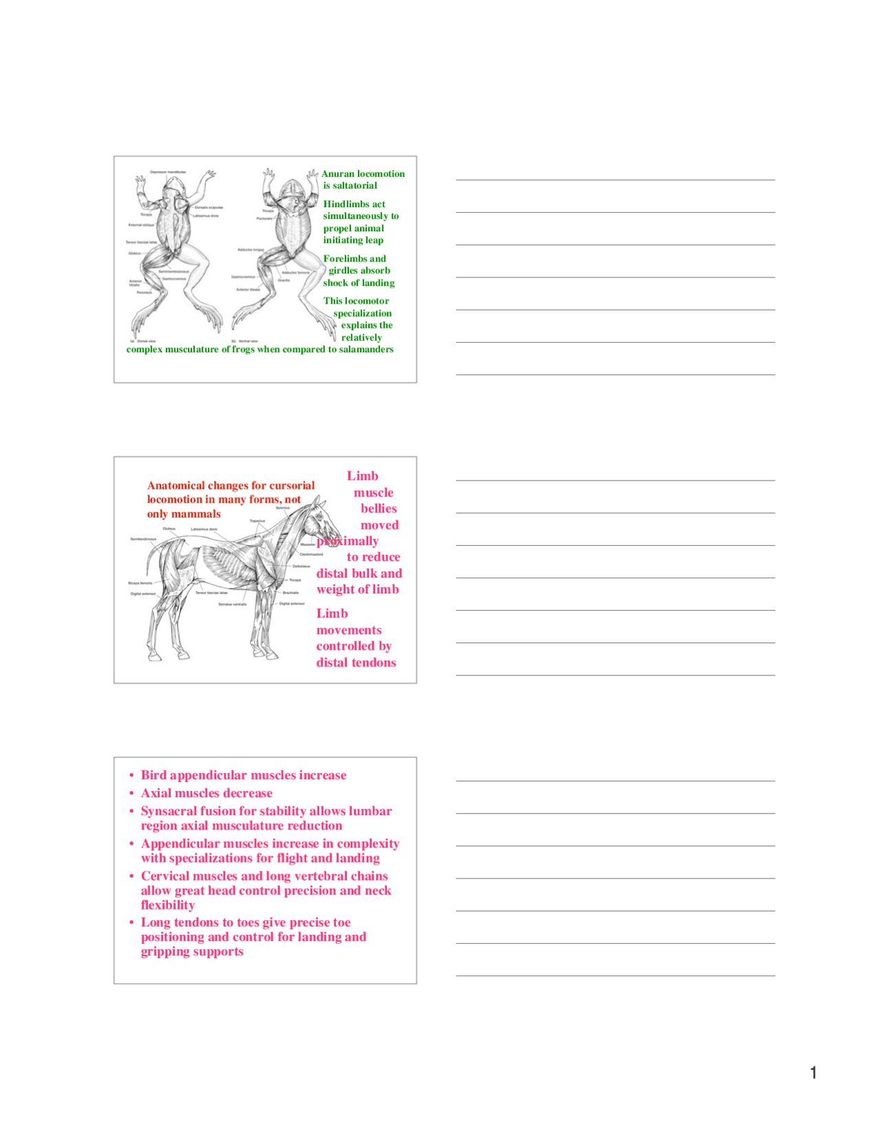 Cranial Musculature Lecture Slides Bios 447 Docsity