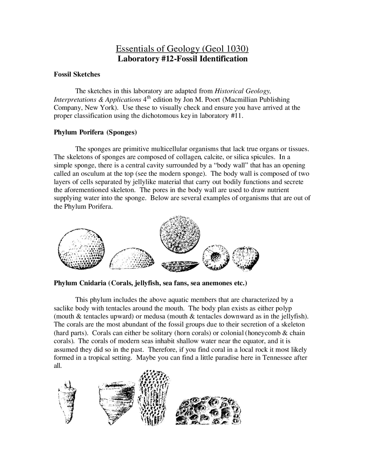 Fossil Identification Essentials Of Geology Lab 12 Geol 1030