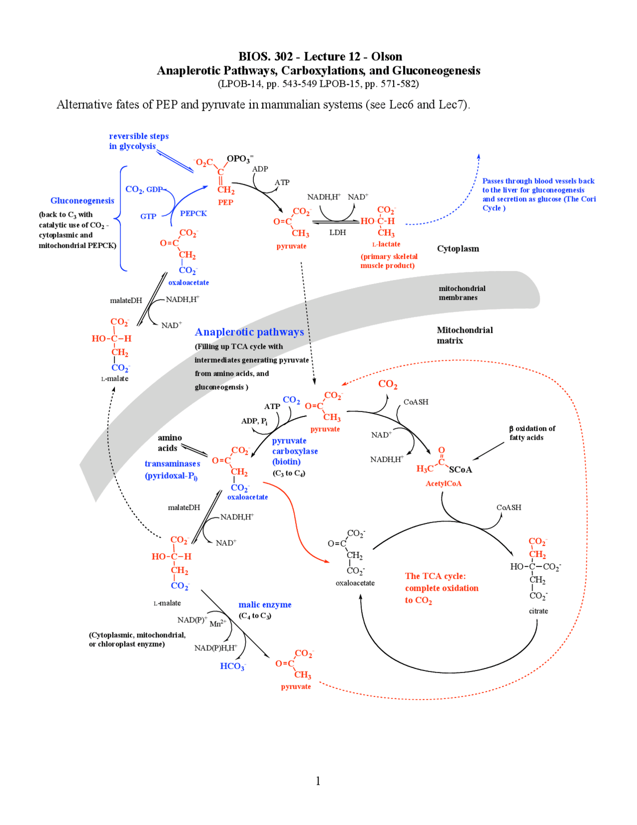 Cataplerotic Pathways, Carboxylation and Gluconeogenesis - Biochemistry ...