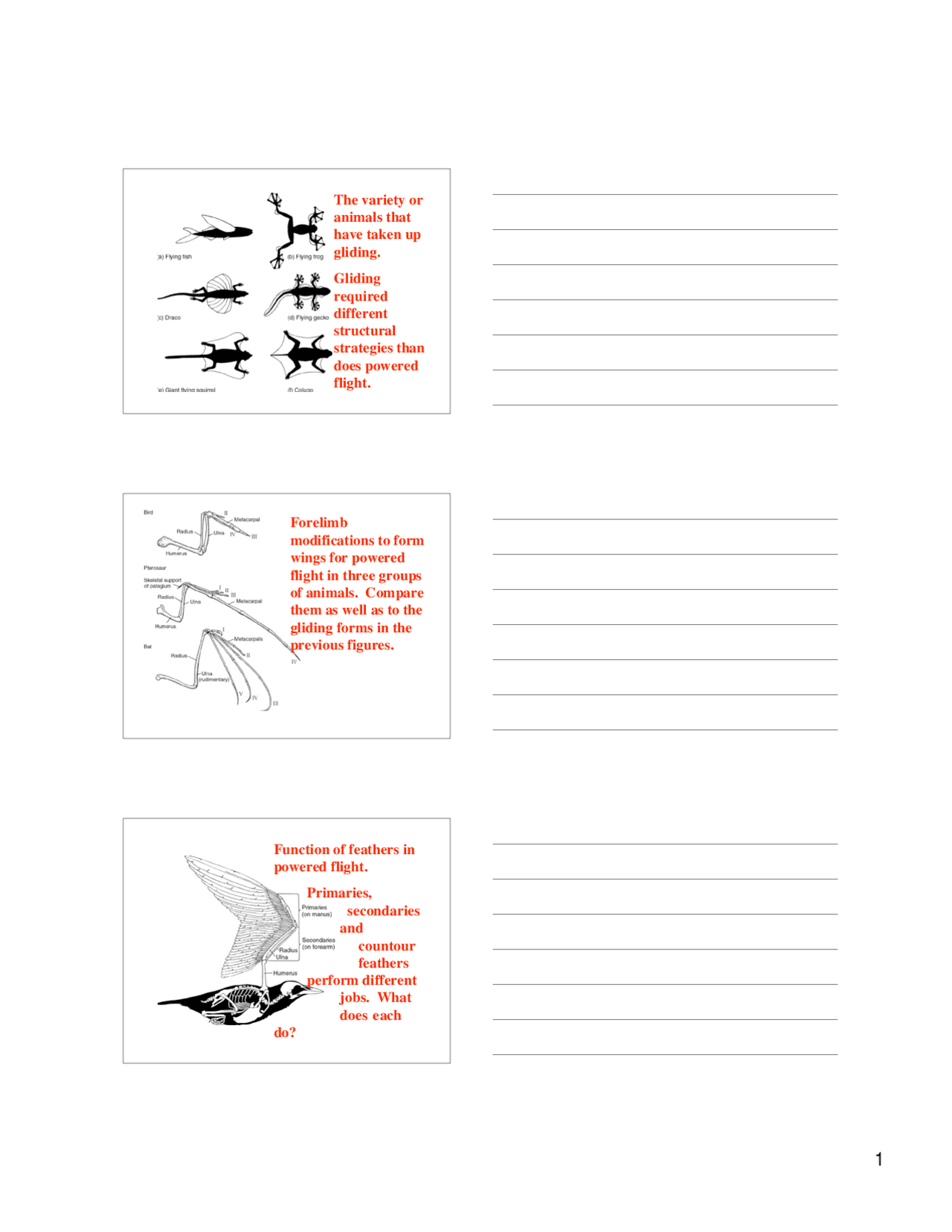 Comparative Anatomy of Animal Flight: Gliding vs. Powered Flight - Prof ...