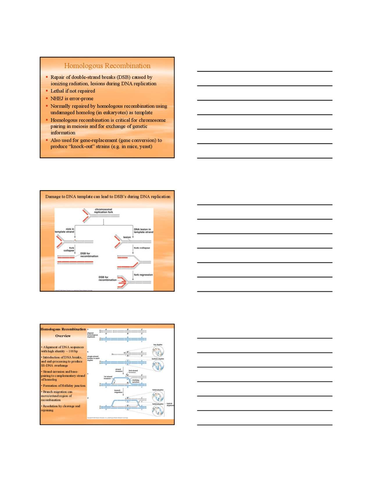 Molecular Biology of Eukaryotes: Homologous Recombination | BIOS 467 ... Molecular Biology of Eukaryotes: Homologous Recombination | BIOS 467 ...