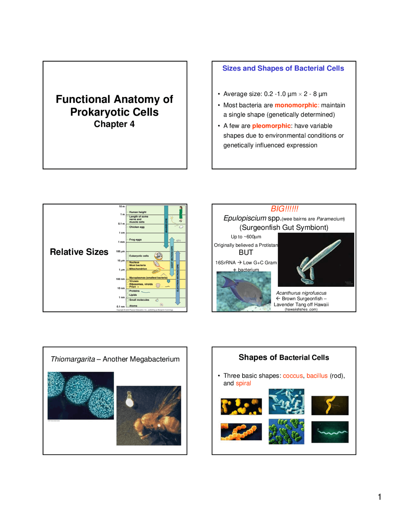Lecture Slides On Functional Anatomy Of Prokaryotic Cells Bios 213