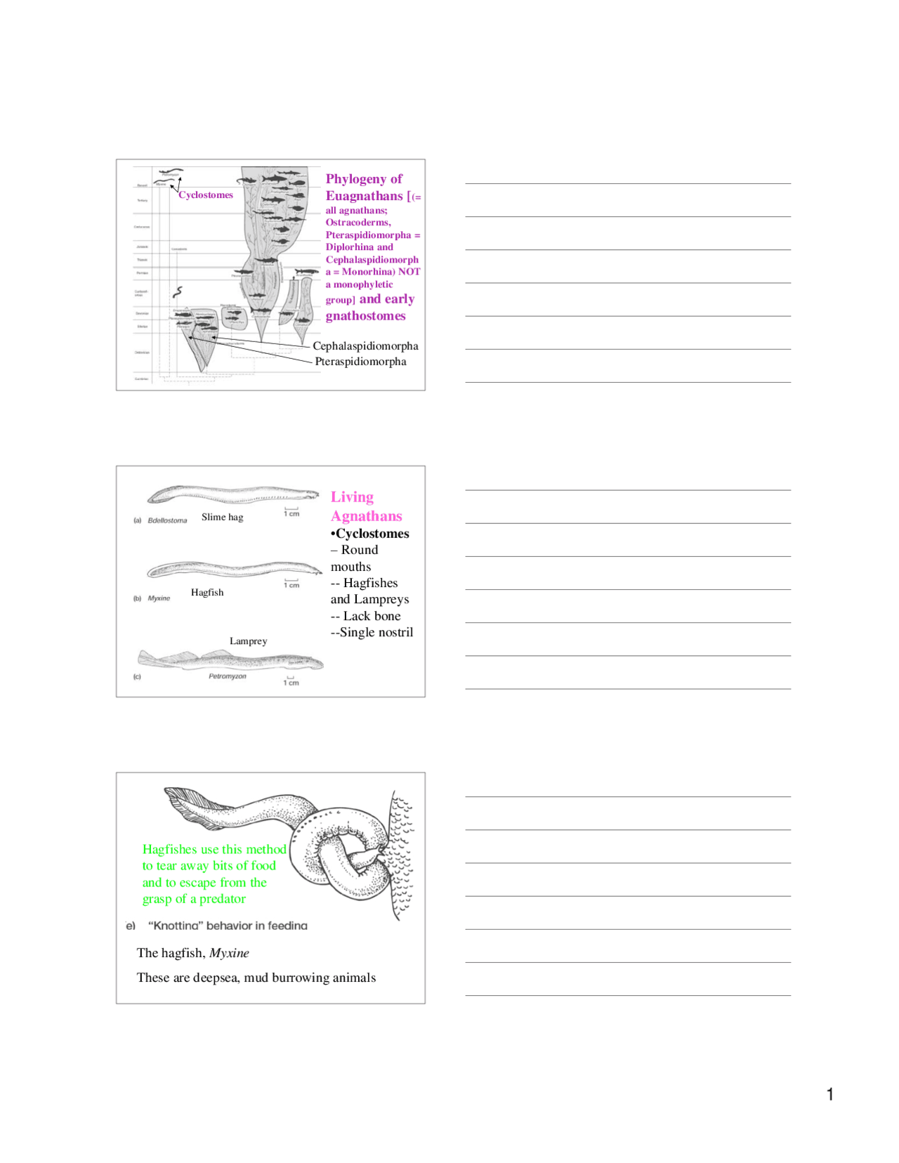 Phylogeny Of Agnathans Comparative Vertebrate Anatomy Slides Bios