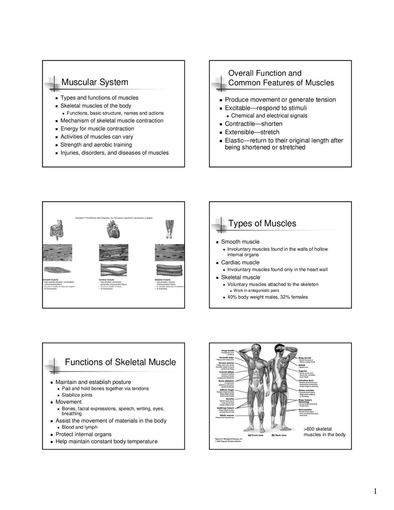 Muscular System - Lecture Slides | BIO 9 - Docsity