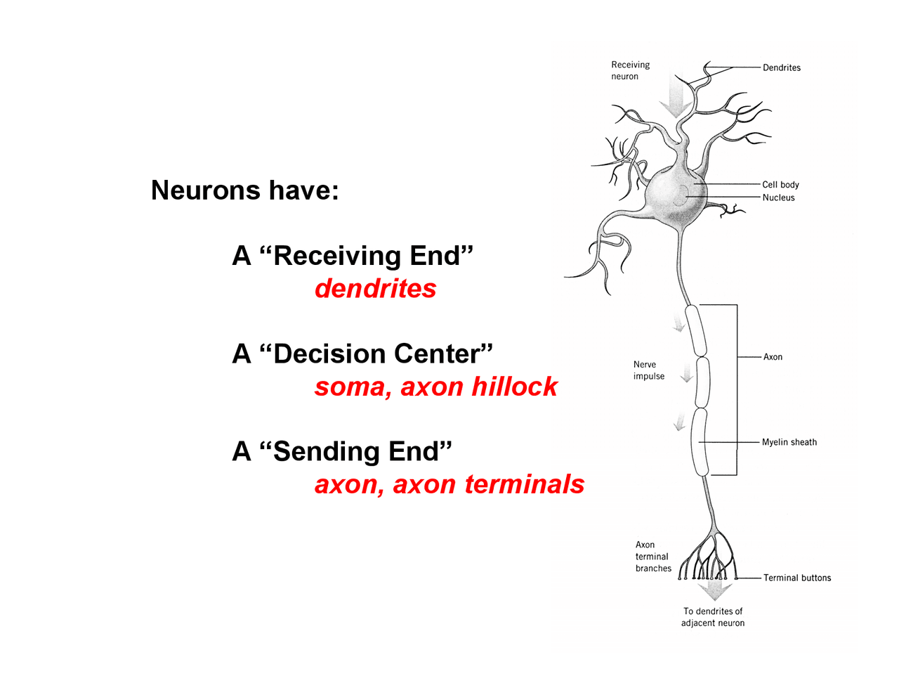 Components of Neuron Cell Membranes - Lecture Slides | PSY 330 - Docsity