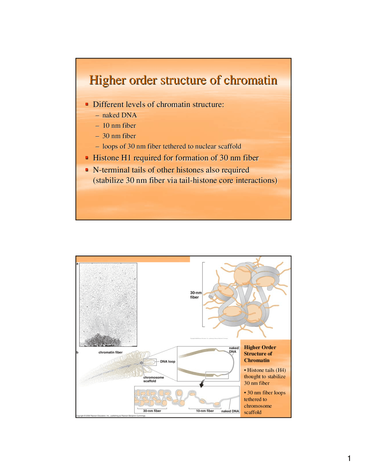 Higher Order Structure of Chromatin - Lecture Slides | BIOS 467 - Docsity