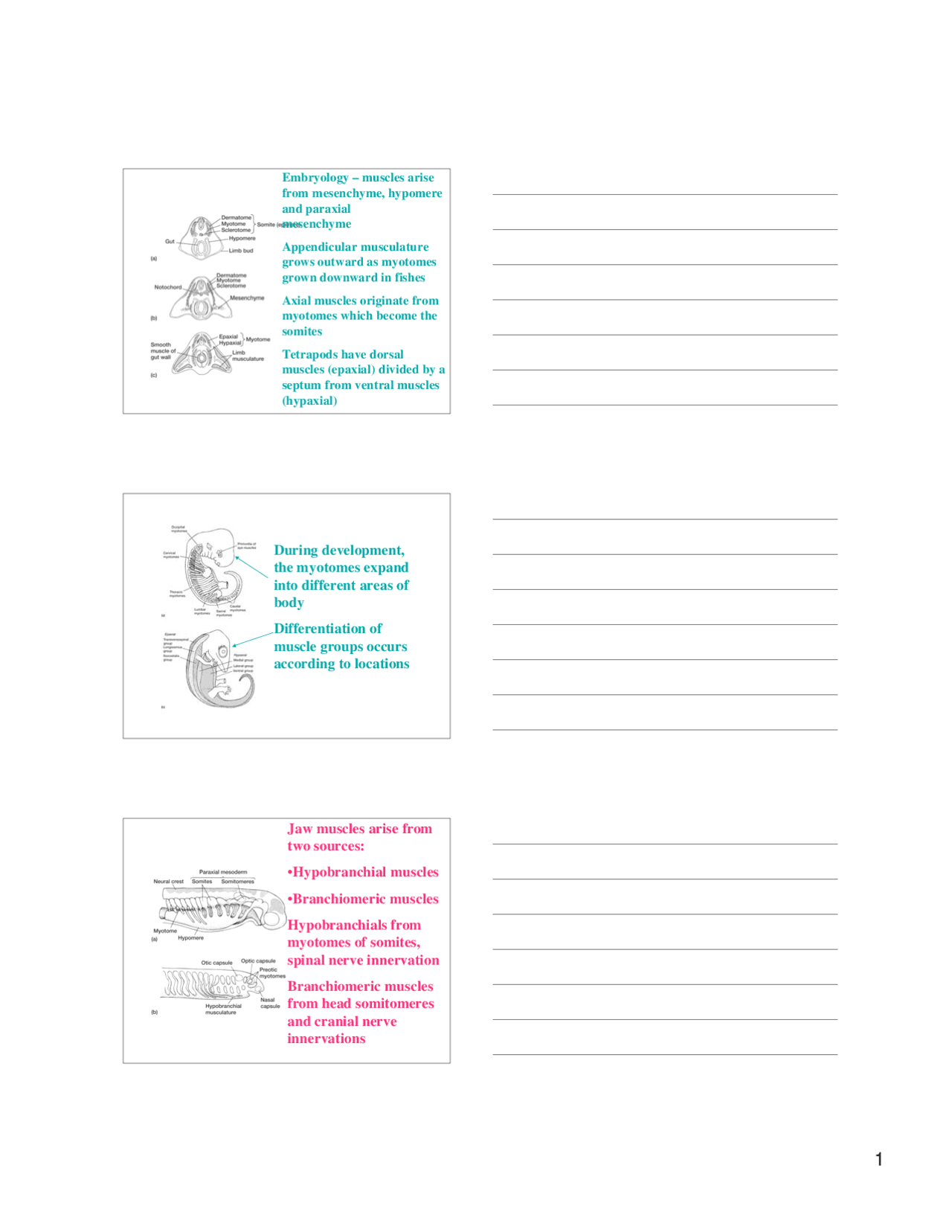 Lecture Slides On Embryology Comparative Vertebrate Anatomy Bios