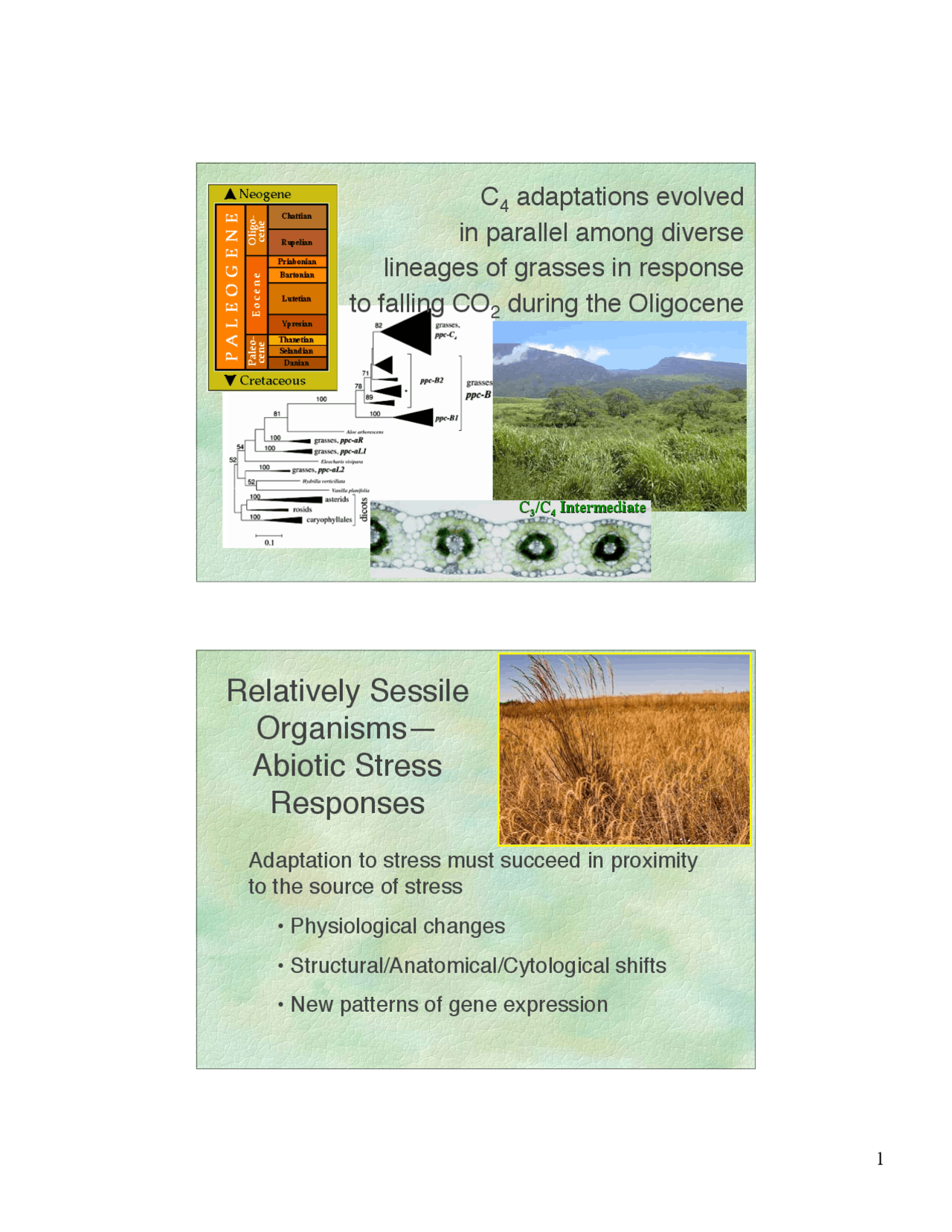Relatively Sessile Organisms in Abiotic Stresses Response | BIOS 761 ...