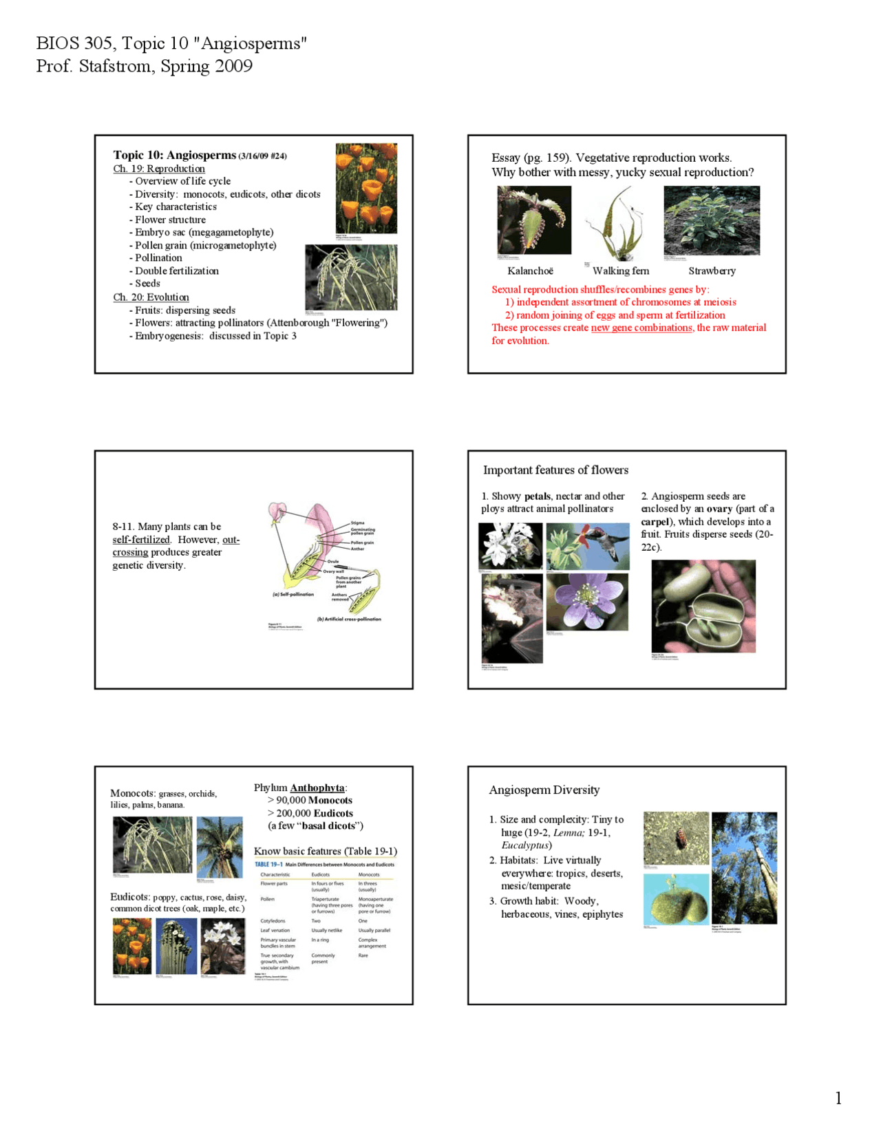 Lecture Slides For Angiosperms Bios 305 Docsity