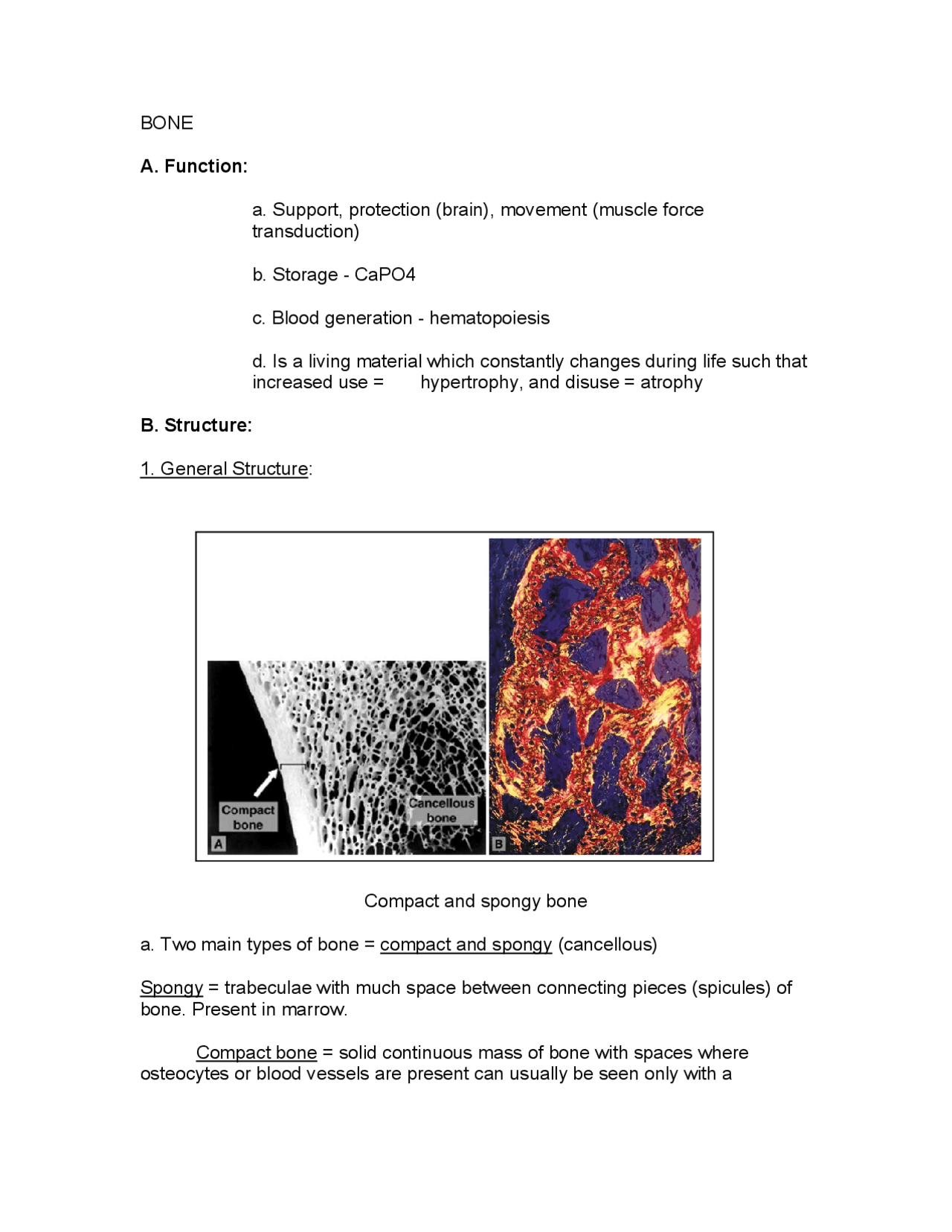 General Structure Of Bones In Biology Of Forensic Analysis Bios 482