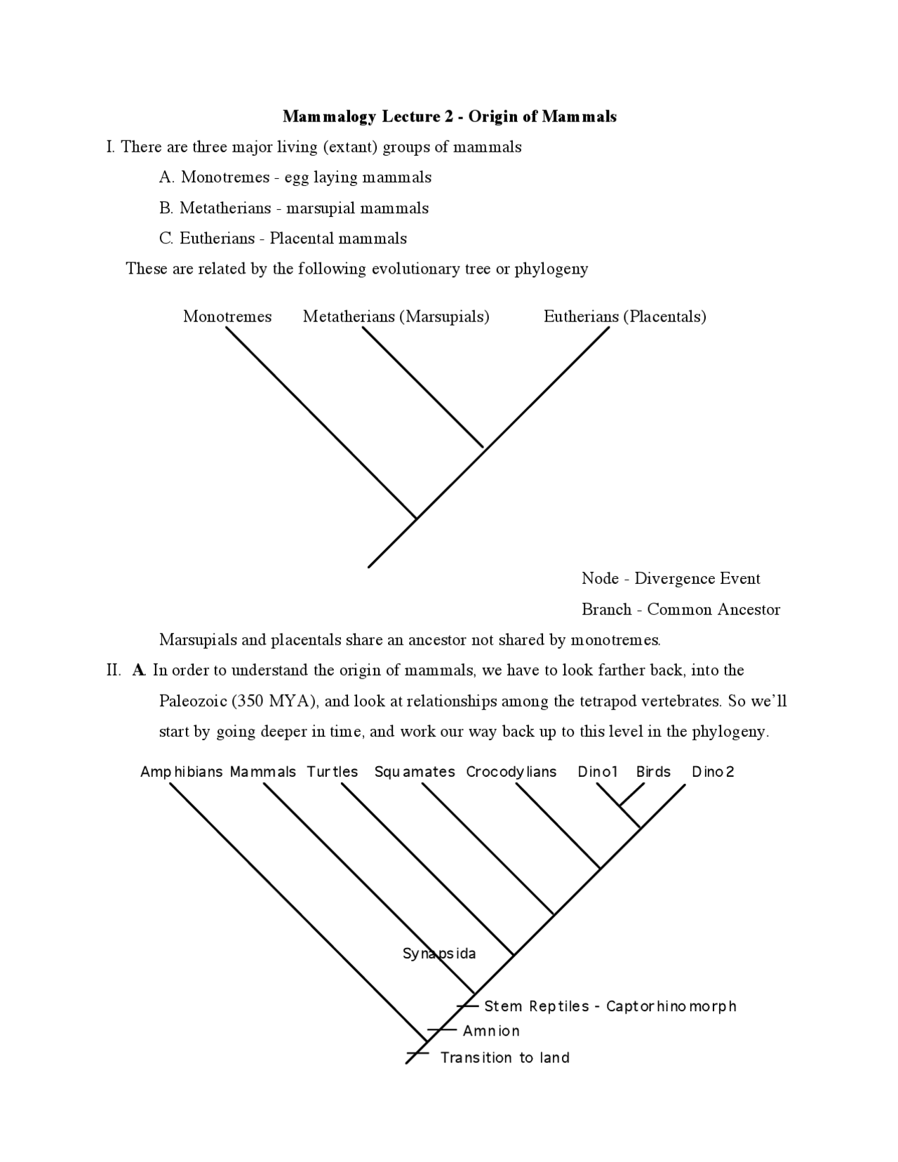 Origin Of Mammals Lecture Notes Mammalogy Biol 483 Docsity